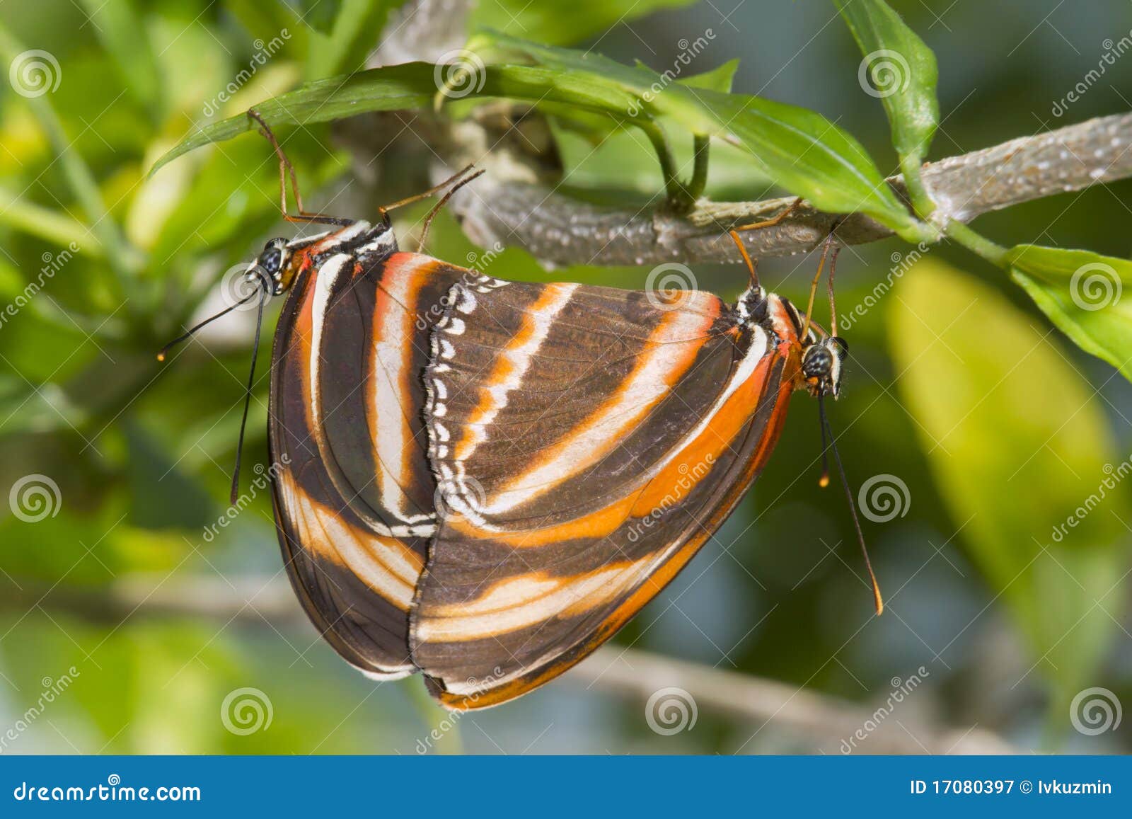 Heliconian Anaranjado Congregado (phaetusa De Dryadula) Imagen de ...
