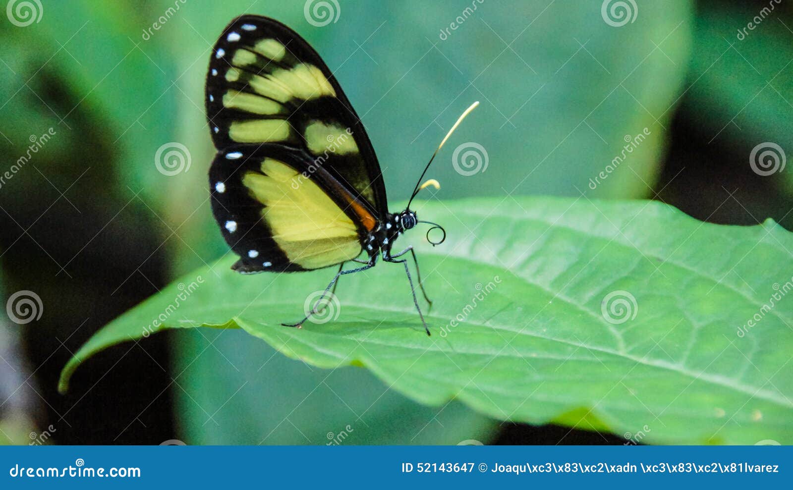 Heliconius fotografering för bildbyråer. Bild av kryp - 52143647