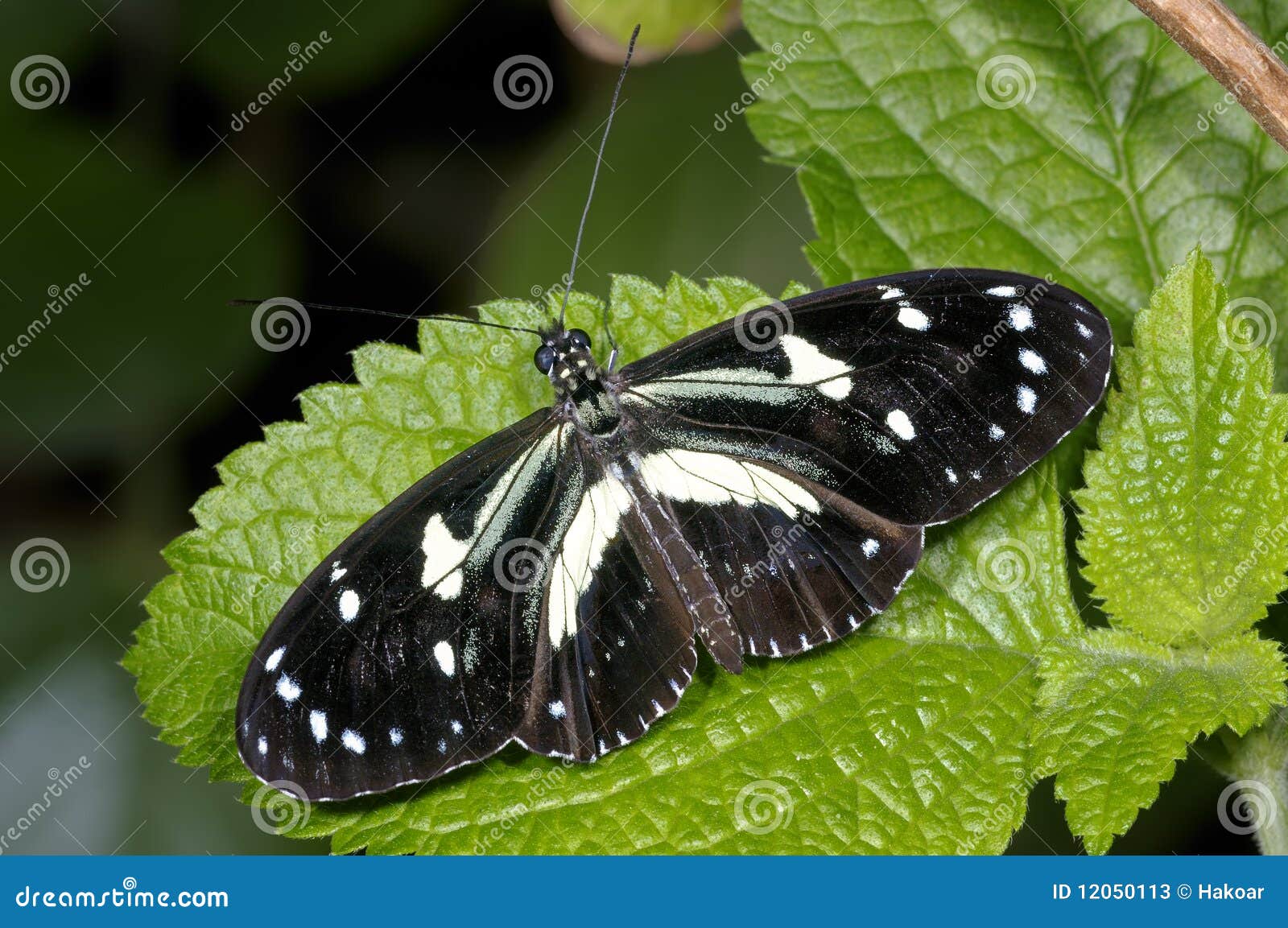 Heliconius atthis stock image. Image of fauna, life, macro - 12050113