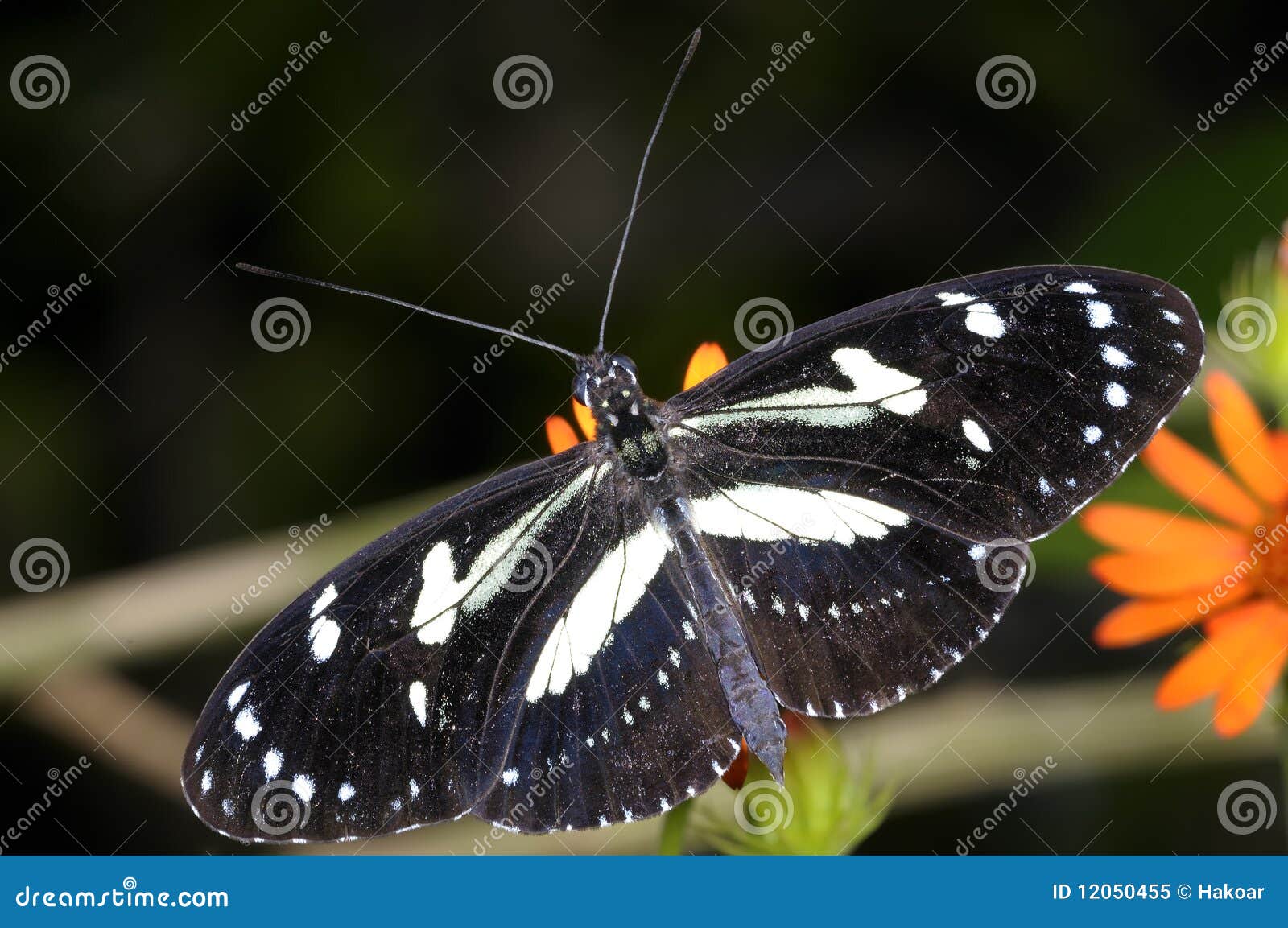 Heliconius atthis stock image. Image of lovely, nymphalidae - 12050455