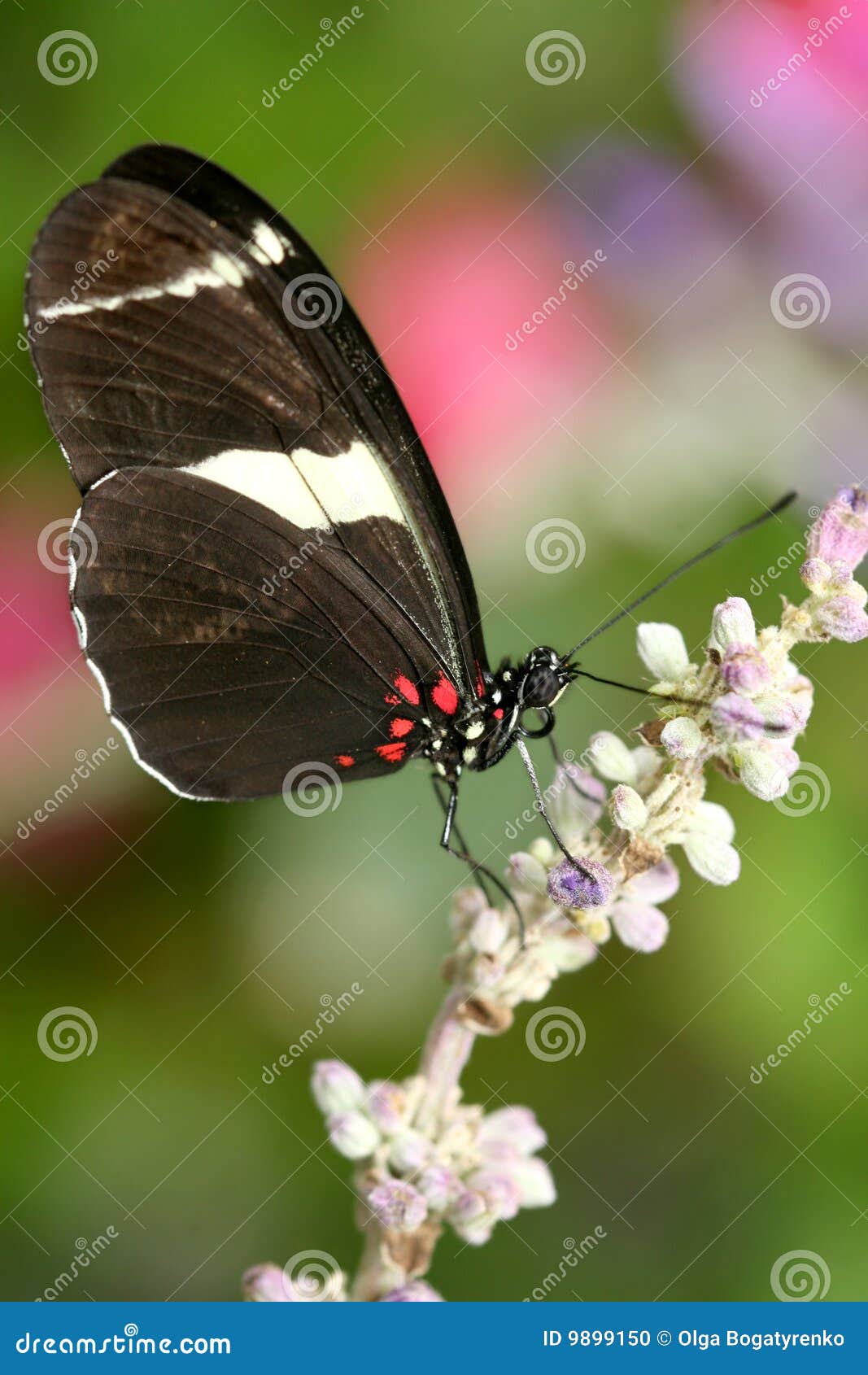 Heliconius Atthis Butterfly Stock Photo - Image of spring, flying: 9899150