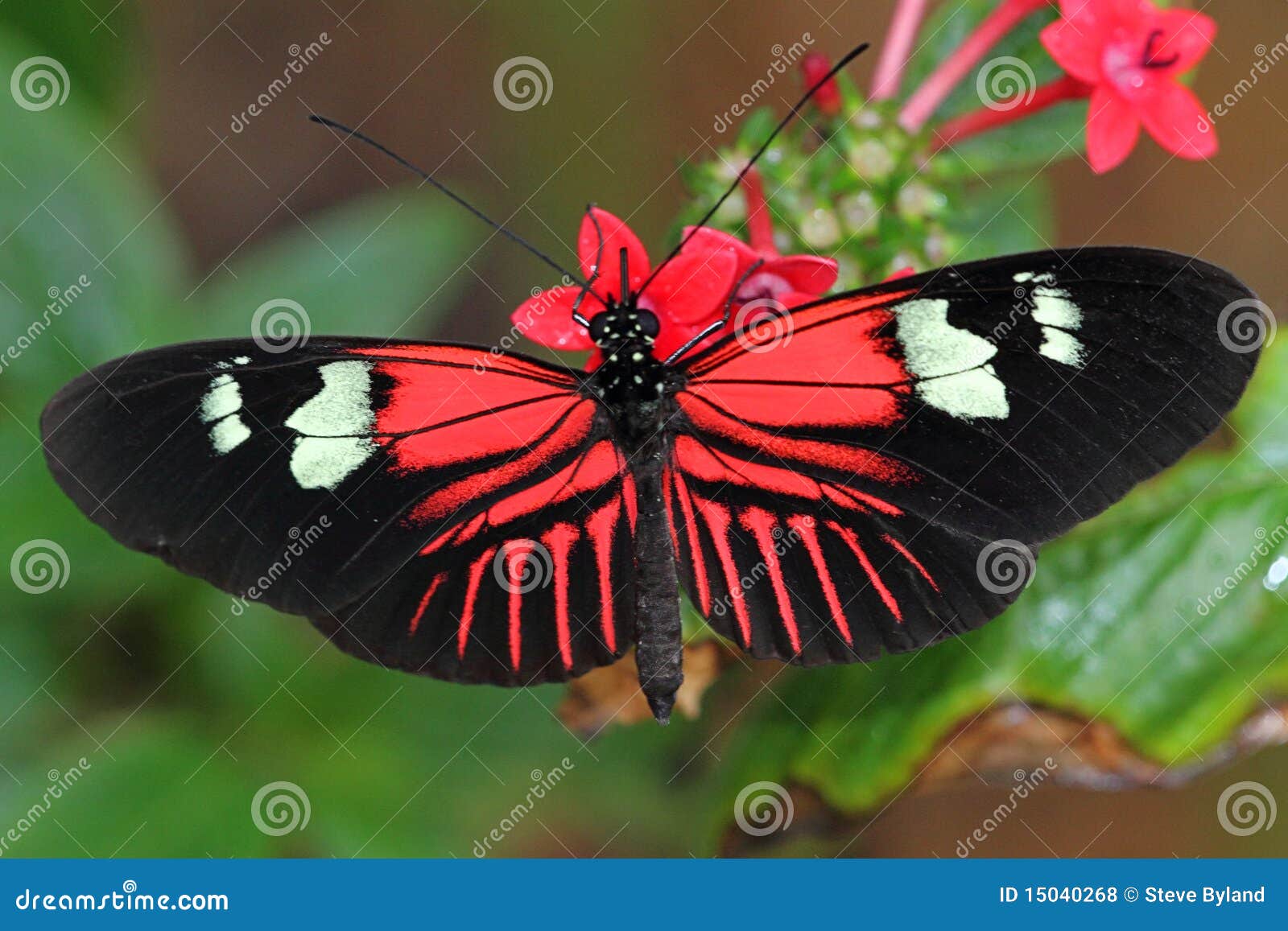 Heliconius Butterfly stock photo. Image of plant, garden - 15040268