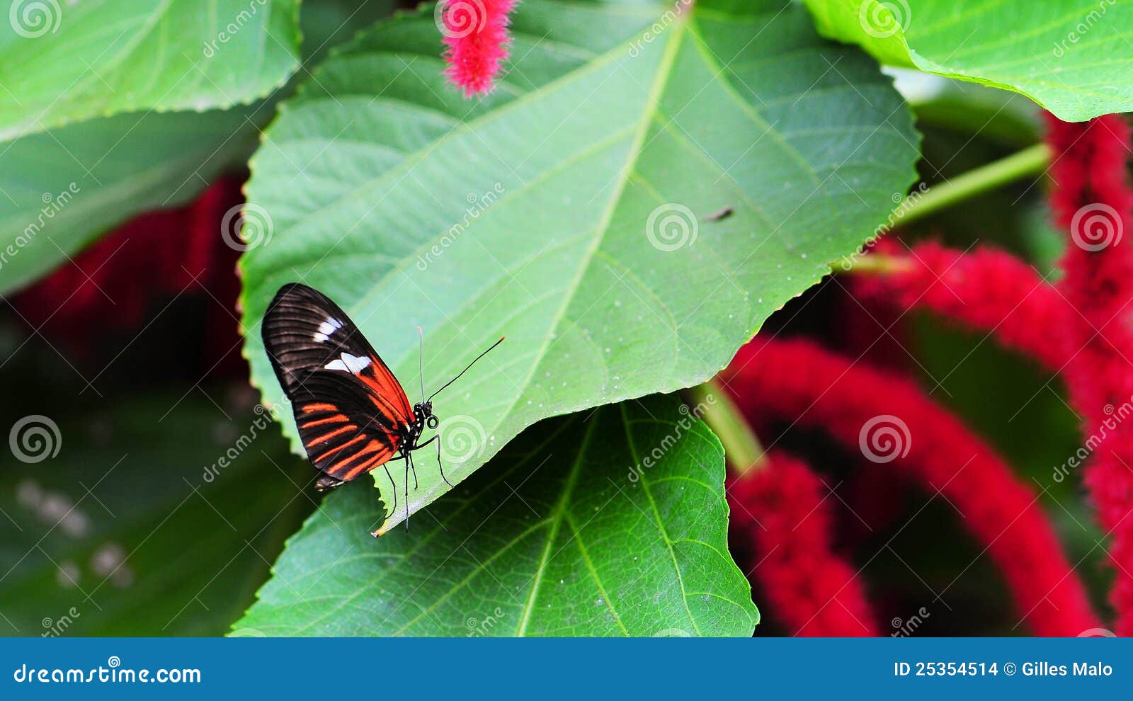 Heliconius butterfly stock photo. Image of closeup, garden - 25354514