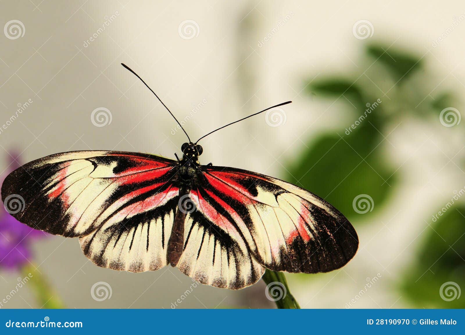 Heliconius butterfly stock photo. Image of colours, insect - 28190970