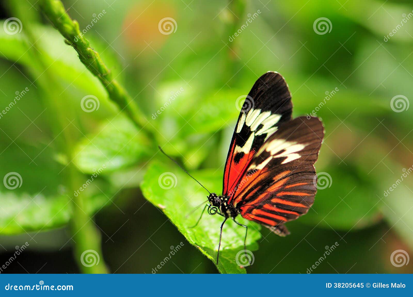 Heliconius butterfly stock image. Image of insect, colours - 38205645