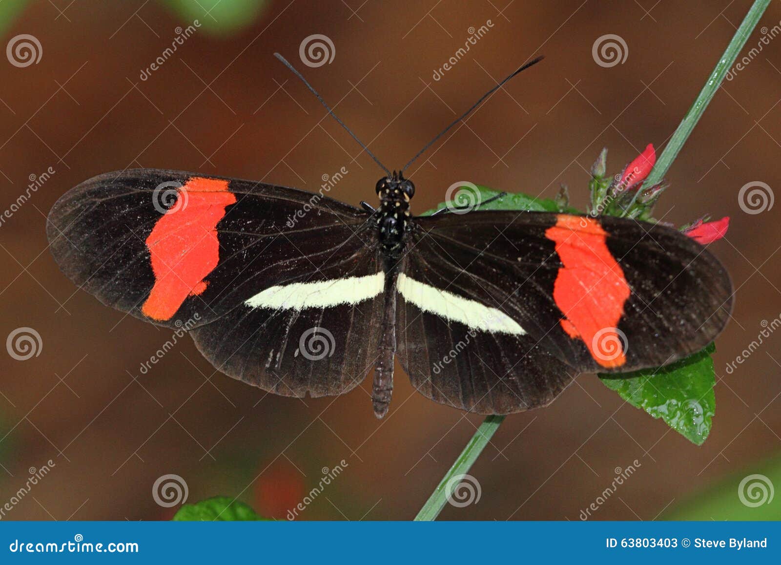 Heliconius Butterfly stock image. Image of plant, heliconius - 63803403