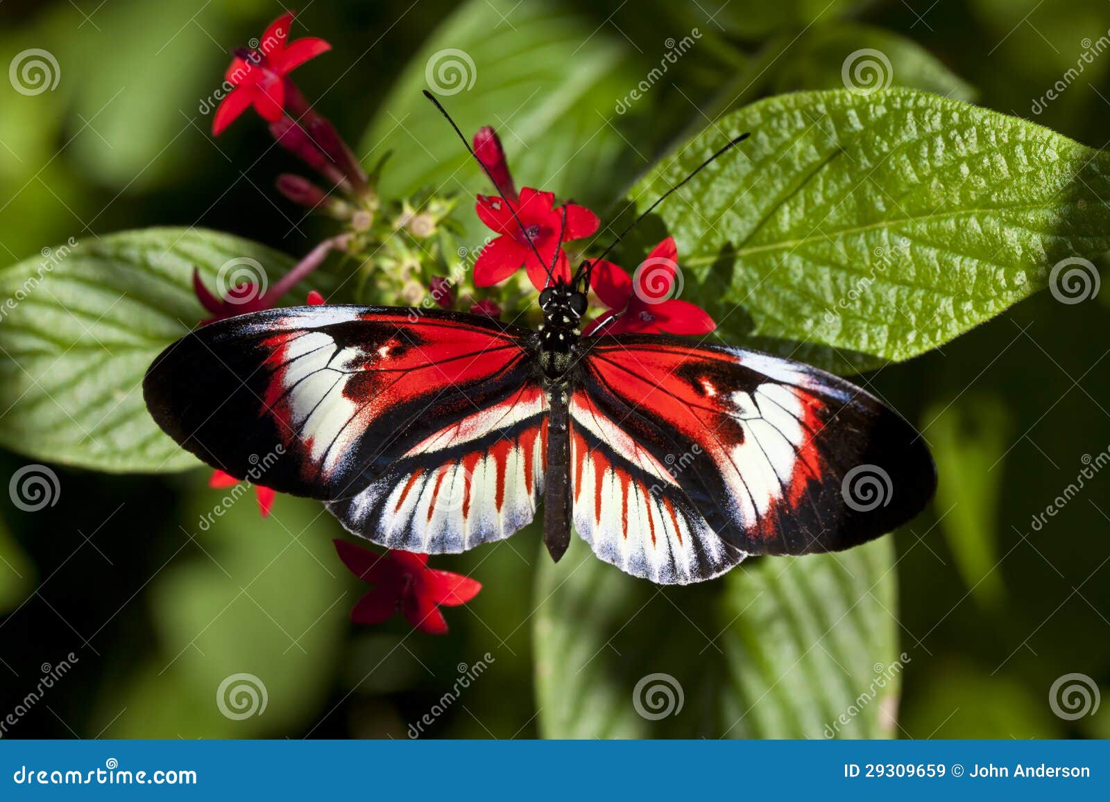 Heliconius Butterfly Piano Key Stock Image - Image of florida, insect ...