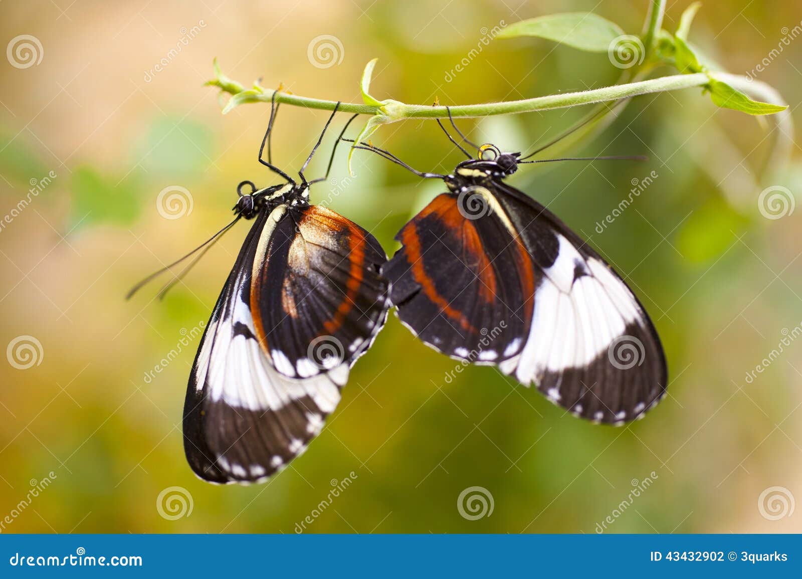 Heliconius cydno stock photo. Image of animal, leaves - 43432902