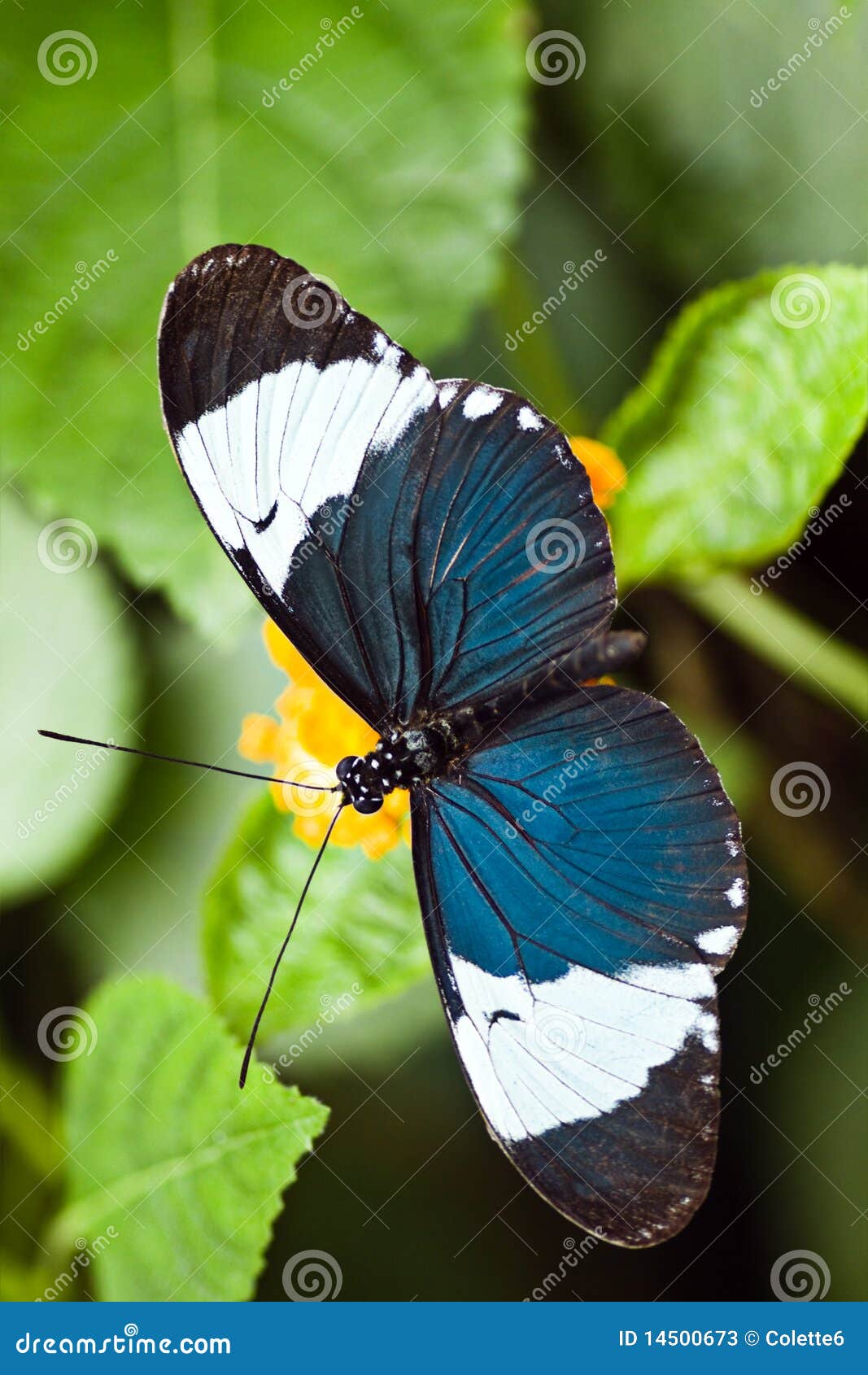 Heliconius Cydno Tropical Butterfly Stock Image - Image of color ...