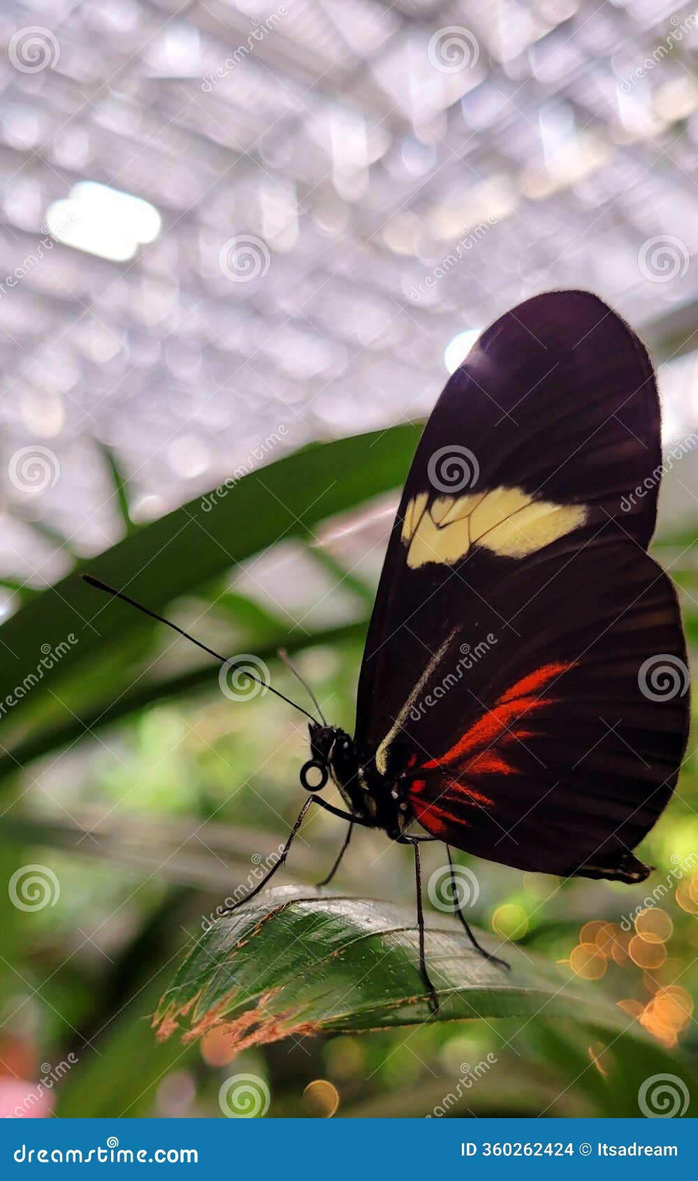 Heliconius Doris Butterfly Stock Image | CartoonDealer.com #61380073