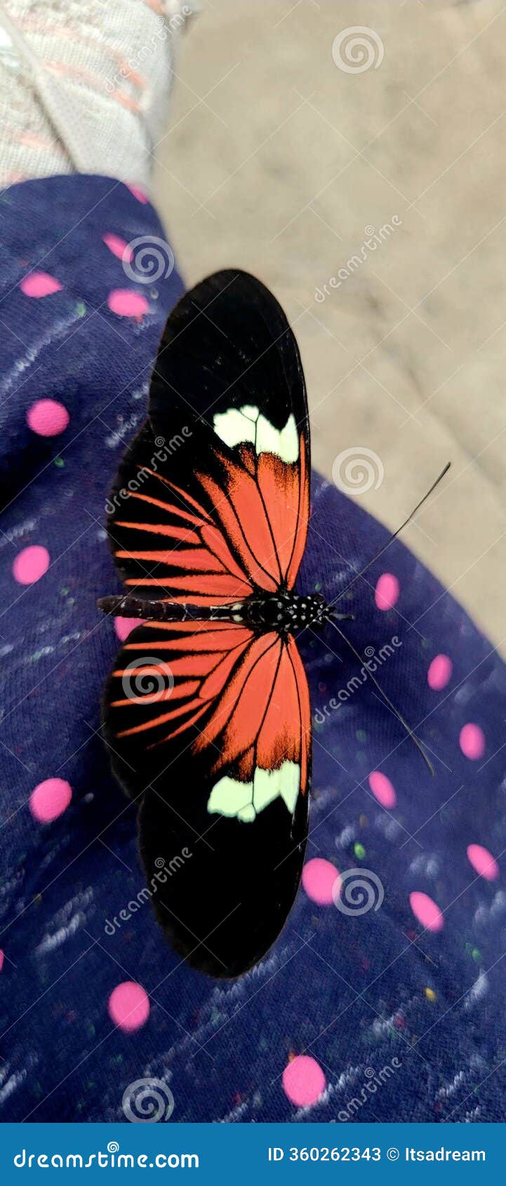 Doris Butterfly Royalty-Free Stock Image | CartoonDealer.com #35121214