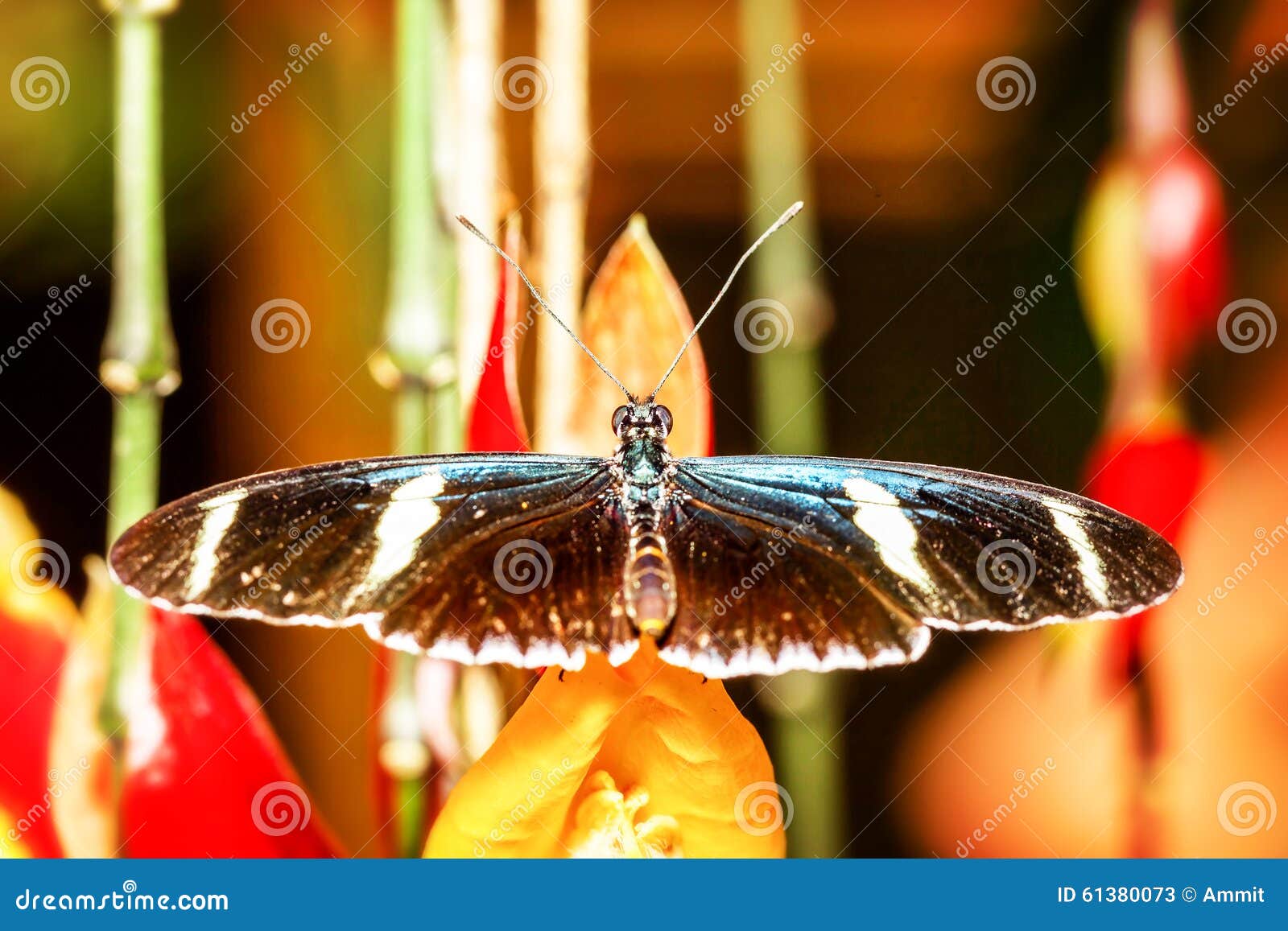 Heliconius Doris Butterfly stock image. Image of butterfly - 61380073