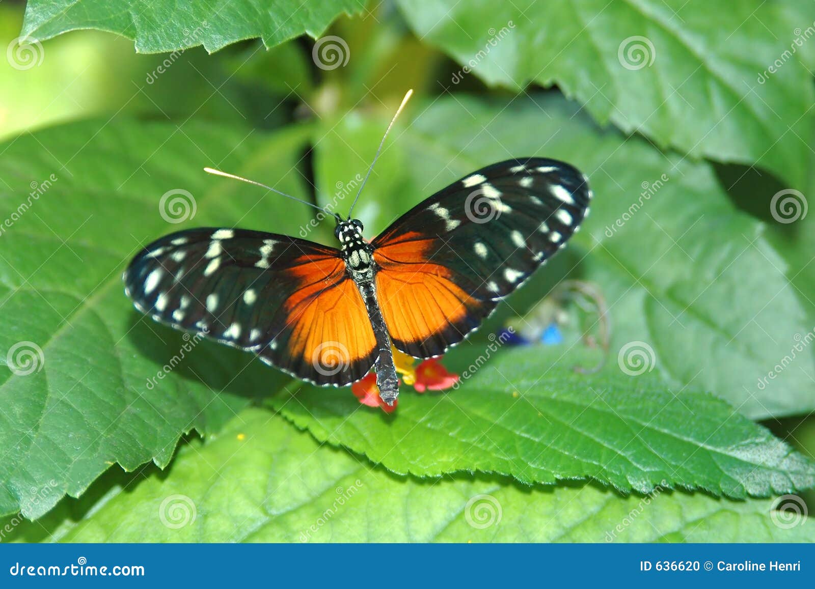 Heliconius Hecale on Leaves Stock Photo - Image of leaf, forest: 636620