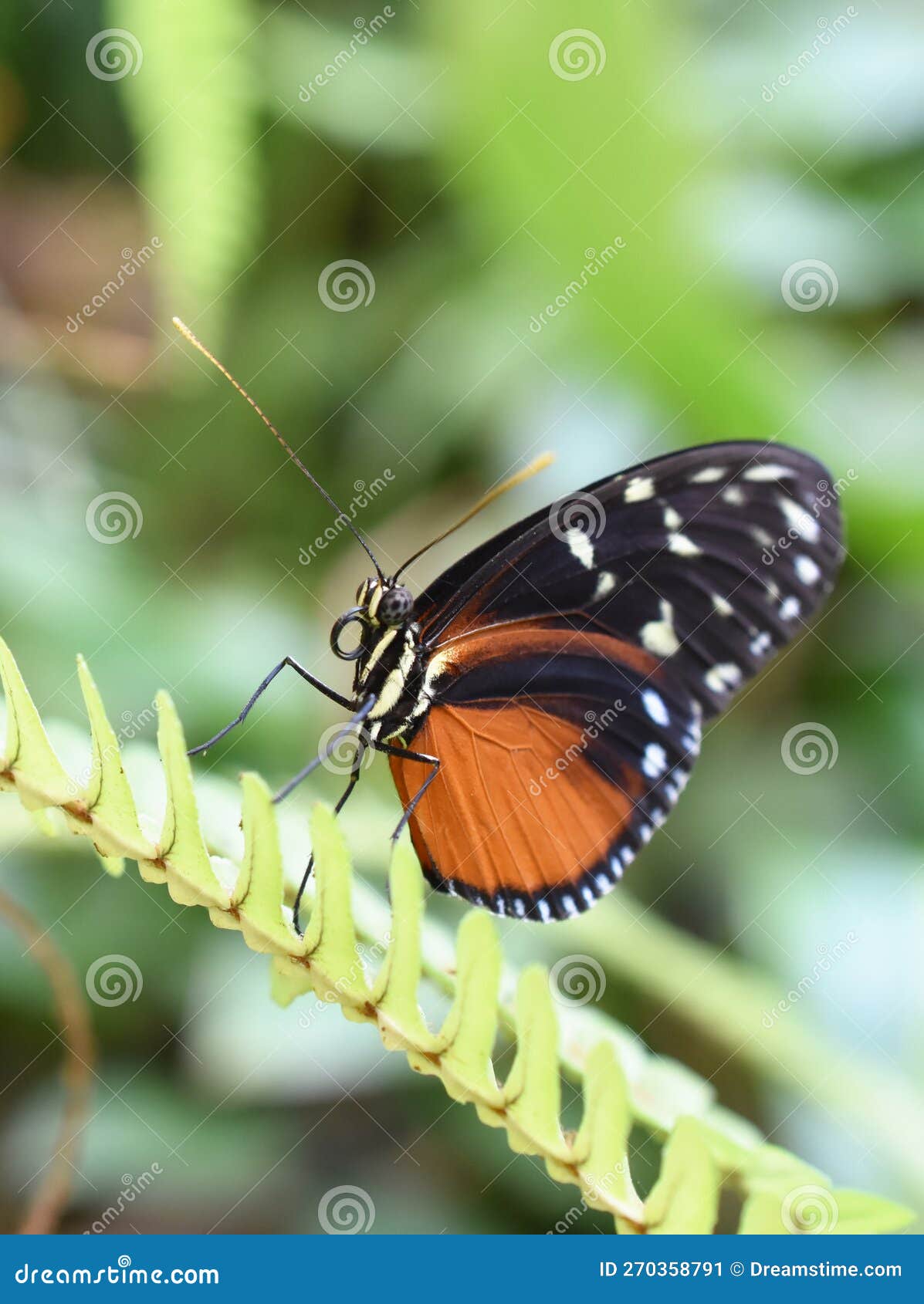 Heliconius Hecale Orange and Black Collared Tiger Longing Butterfly Stock Image - Image of wing ...