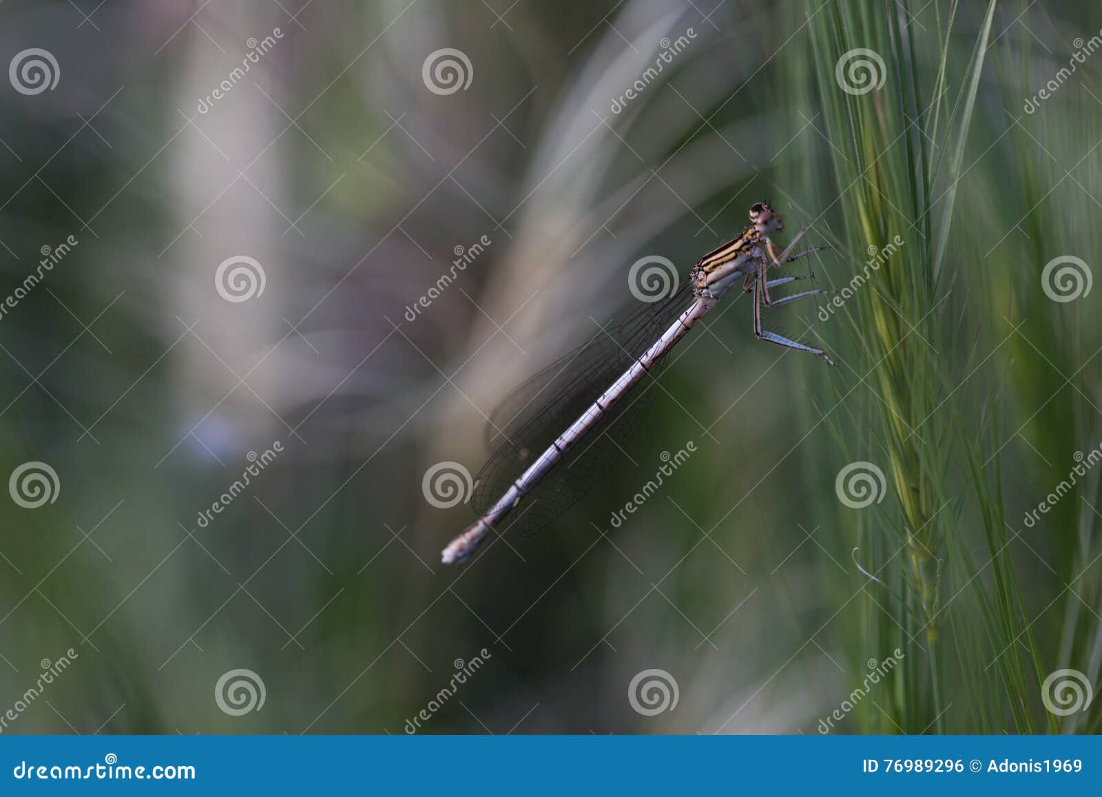 Helicopter bug on grass stock photo. Image of sunny, damselfly - 76989296