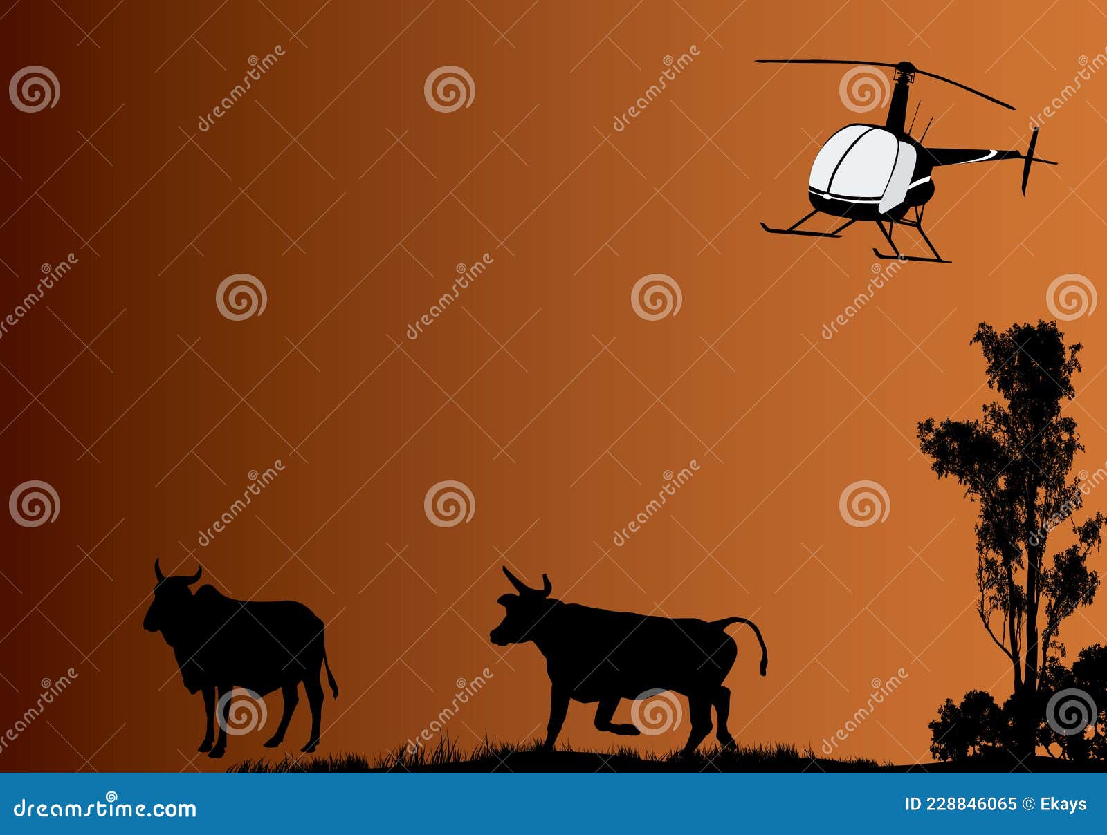 Helicopter and Cows Mustering in Australia Stock Vector - Illustration ...