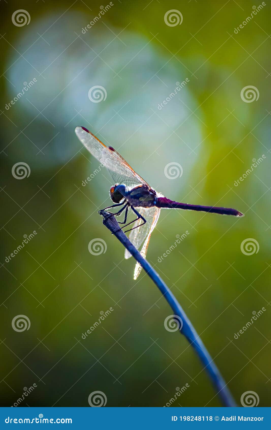 Helicopter Insect stock photo. Image of dragon, dragonfly - 198248118
