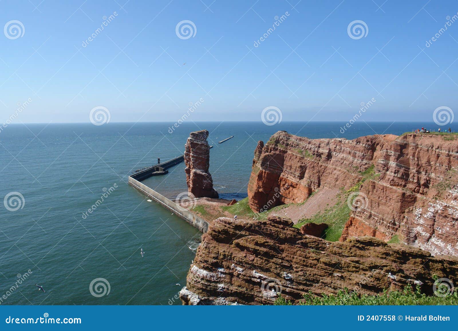 Heligoland stock photo. Image of heligoland, bird, vaction - 2407558