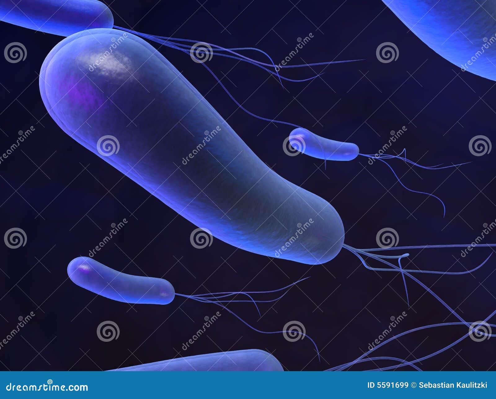 Heliobacter stock illustration. Illustration of science - 5591699