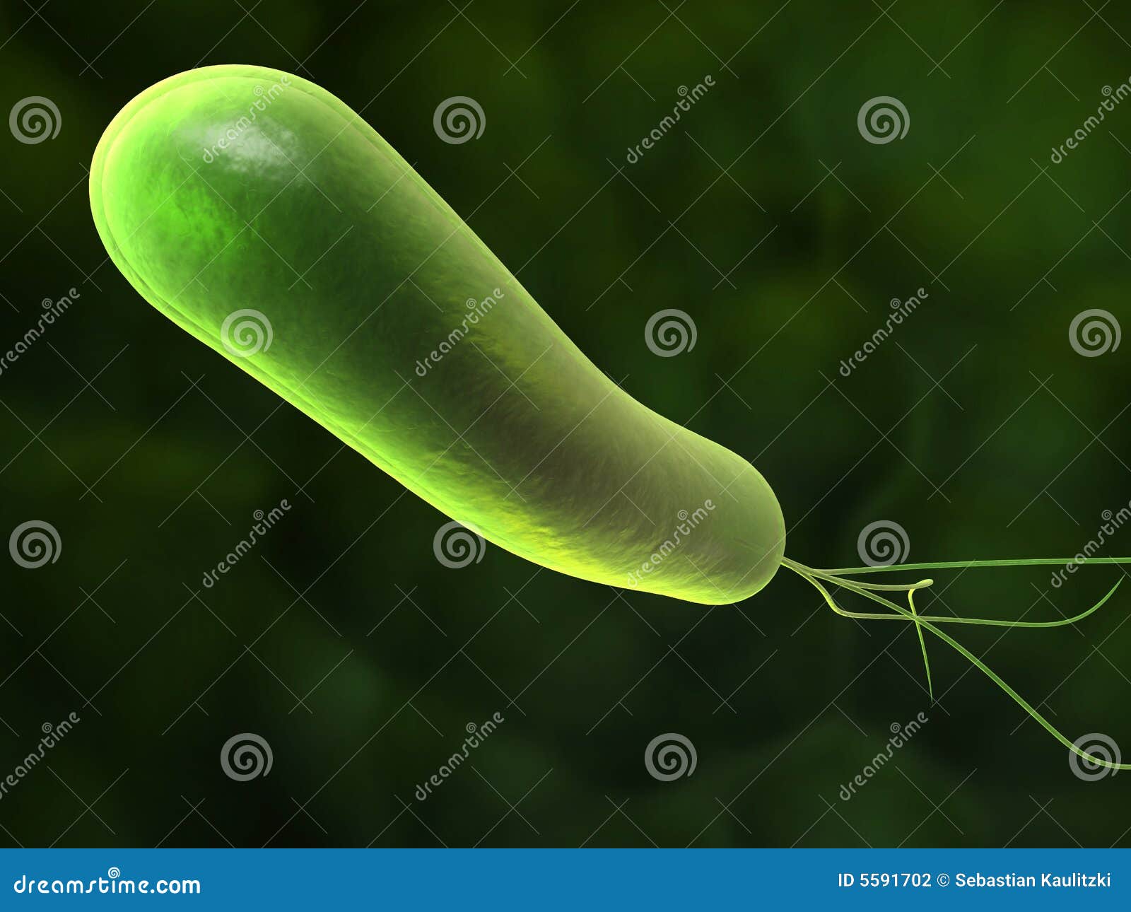 Heliobacter stock abbildung. Illustration von pförtner - 5591702