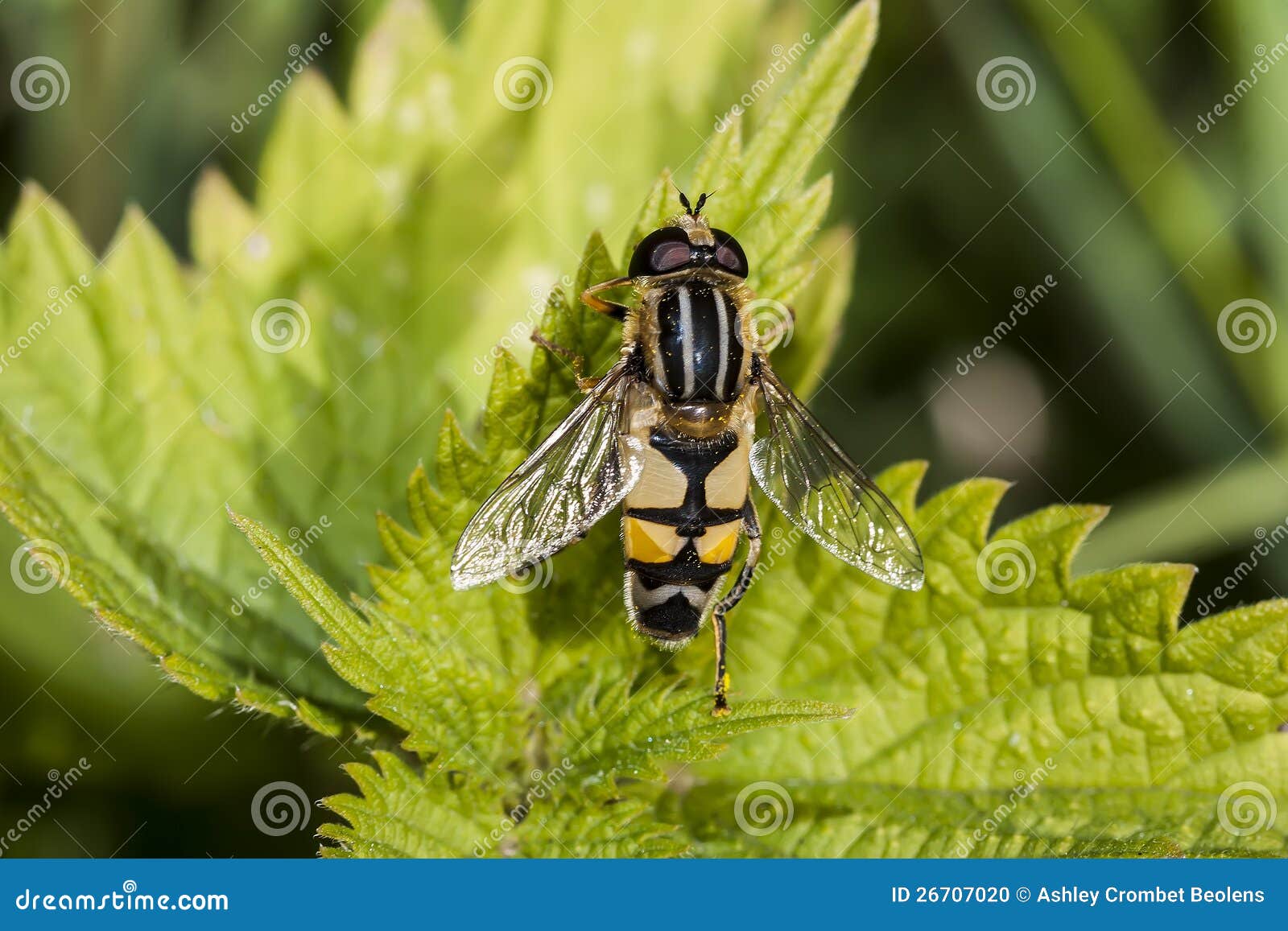 Heliophilus trivittatus stock photo. Image of thorax - 26707020