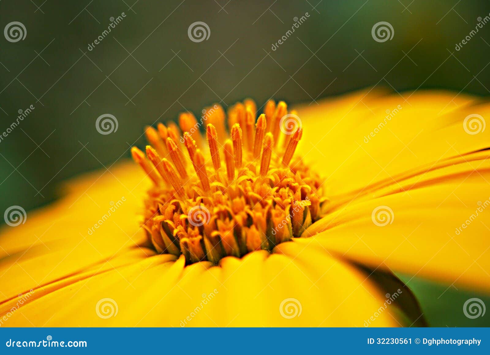 Heliopsis daisy stock image. Image of yellow, stamen - 32230561