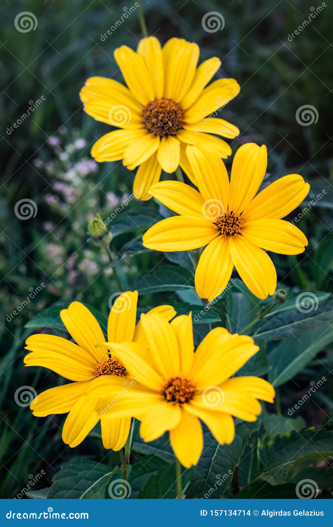 Heliopsis Flowers Blooming in the Garden Stock Photo - Image of natural ...
