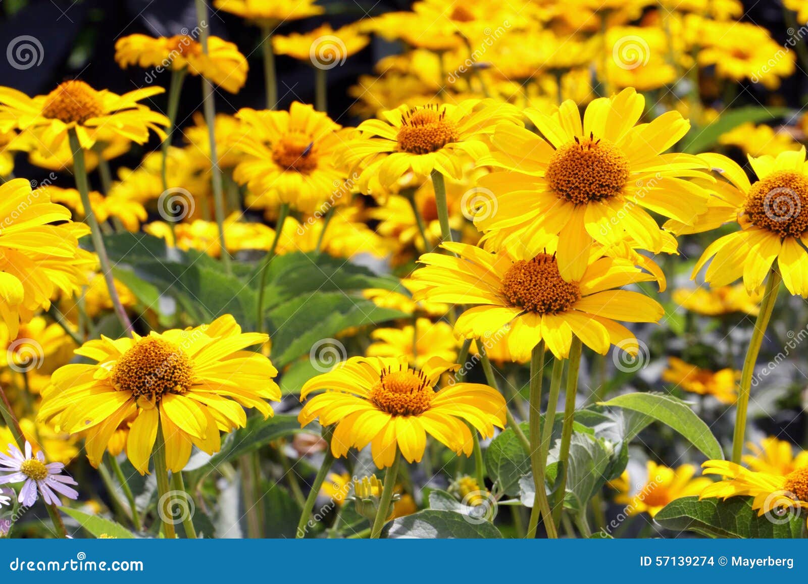 Heliopsis helianthoides stock photo. Image of bloom, geliopsis - 57139274