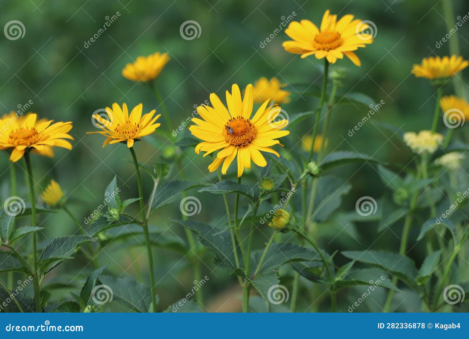 Heliopsis Helianthoides. Tuscan Sun False Sunflower Stock Photo - Image ...