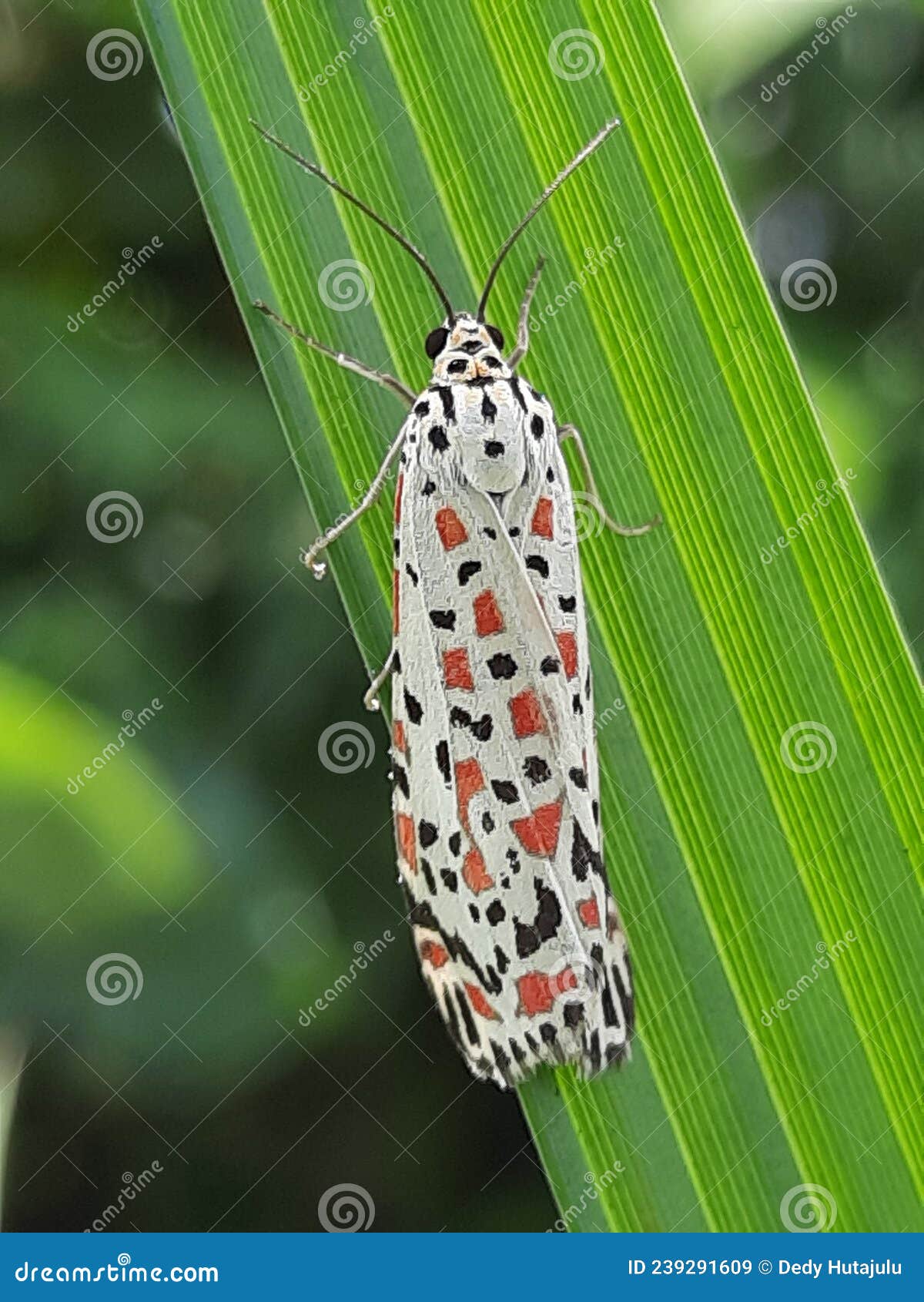 A Helioptera Moth Perched on a Green Leaf. this Moth Has the Pretty ...