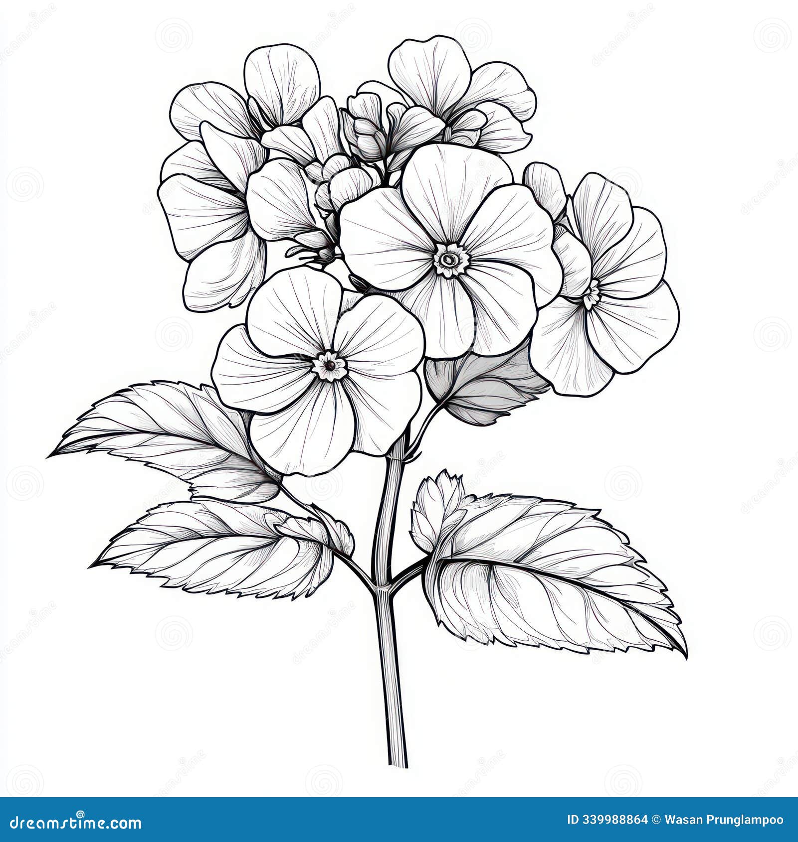 A Heliotrope, Line Pattern, Black and White Artwork Style. Coloring ...