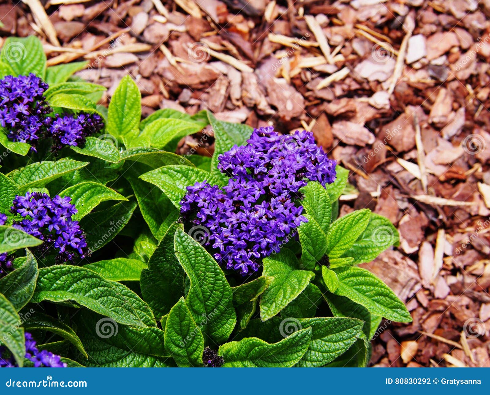 Heliotropium arborescens stock photo. Image of small - 80830292