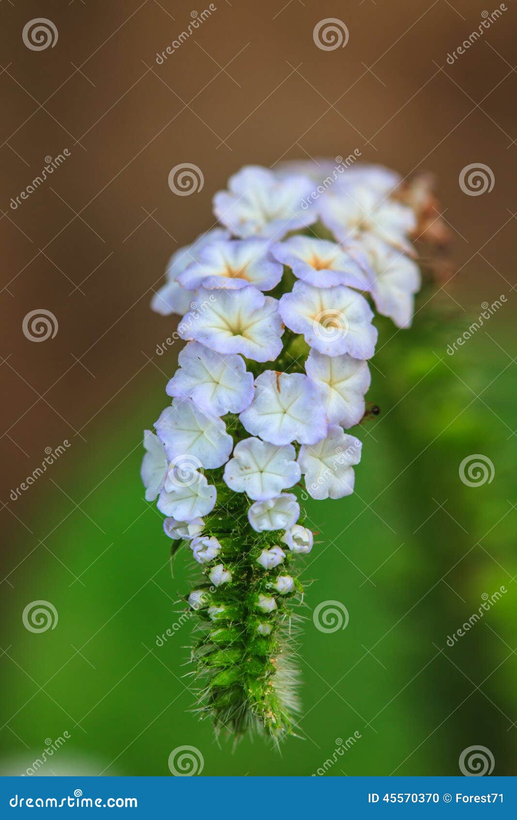 Heliotropium Indicum Sangketan, Buntut Tikus, Indian Heliotrope, Indian ...
