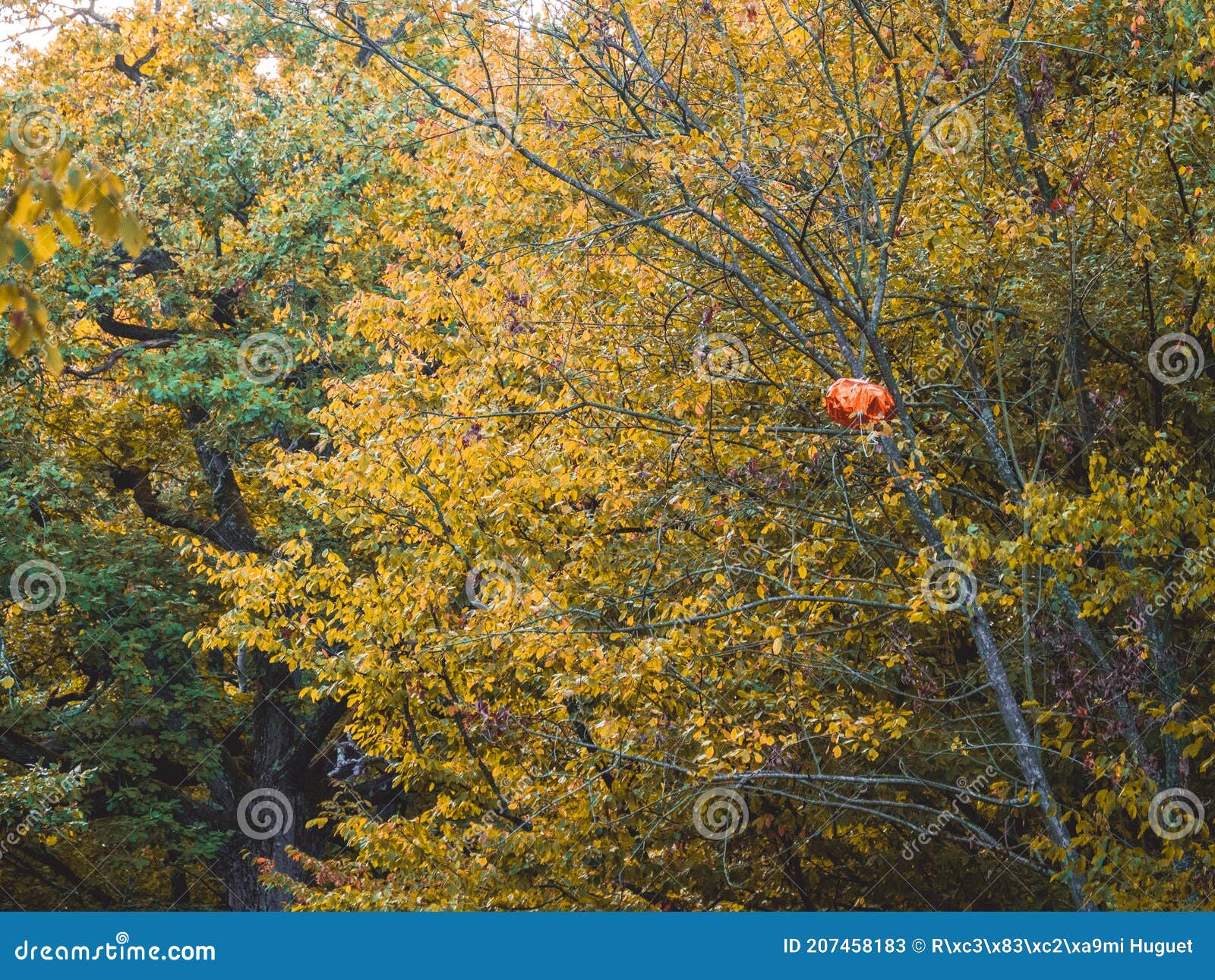 Helium Balloon Stuck in a Tree in the Forest. Stock Image - Image of ...
