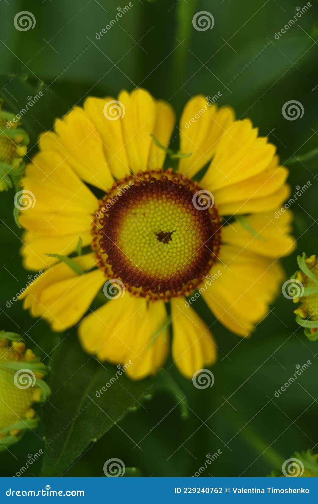 A Helium Flower for the Background Stock Photo - Image of field, daisy ...