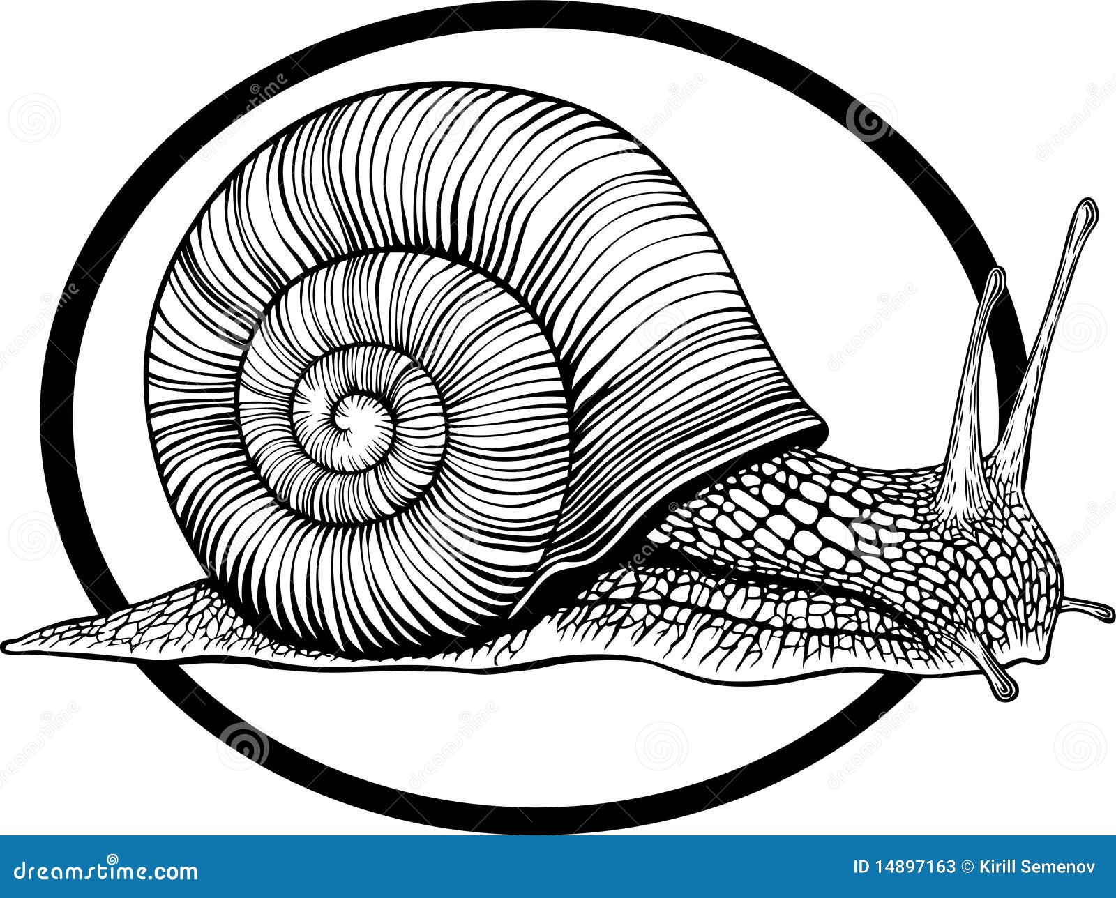 Helix stock vector. Illustration of shellfish, shell - 14897163