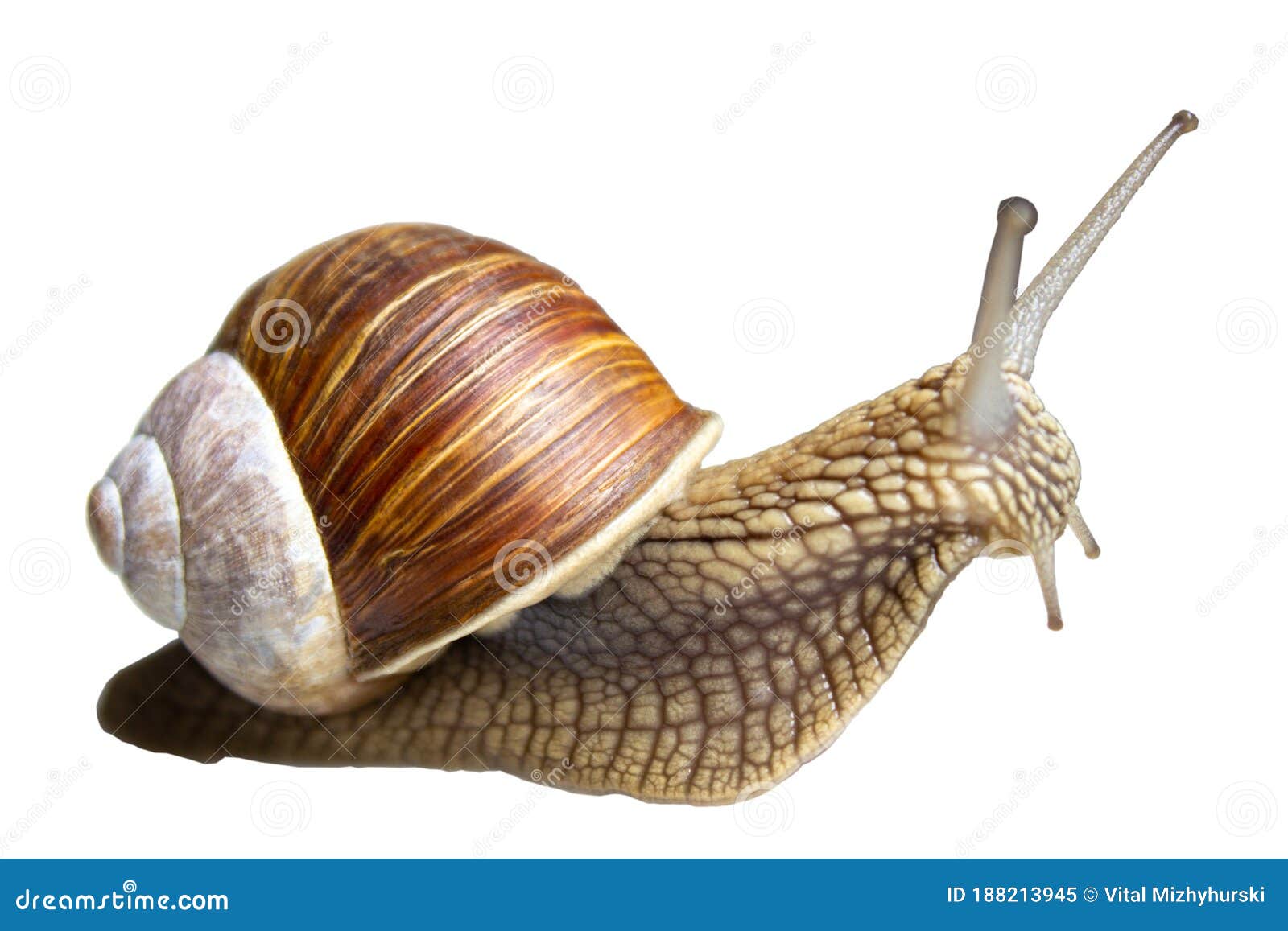 Helix Large Garden Snail Isolated Stock Image - Image of whorls, white ...