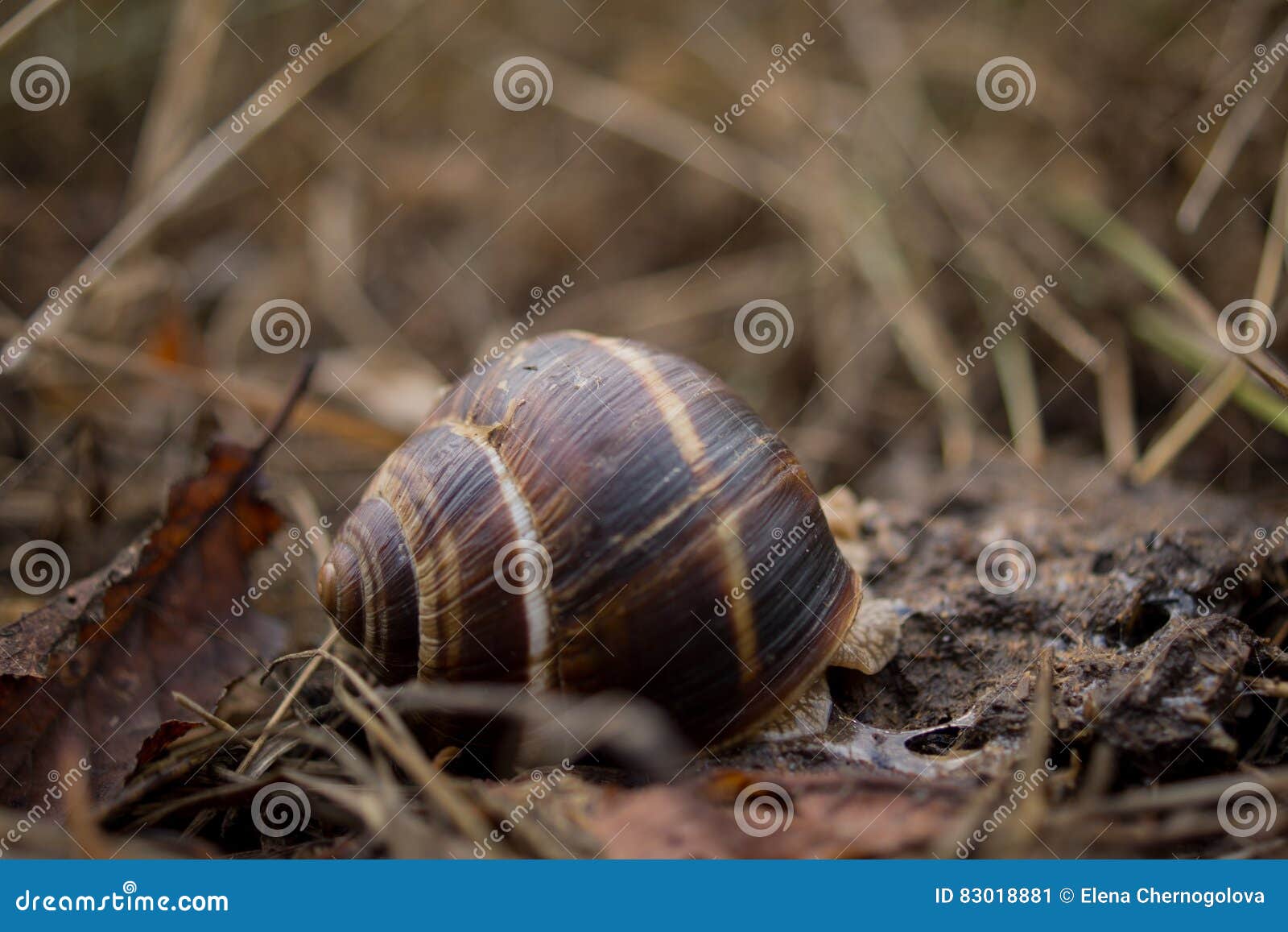 Helix lucorum. stock image. Image of macro, cameo, gastropoda - 83018881