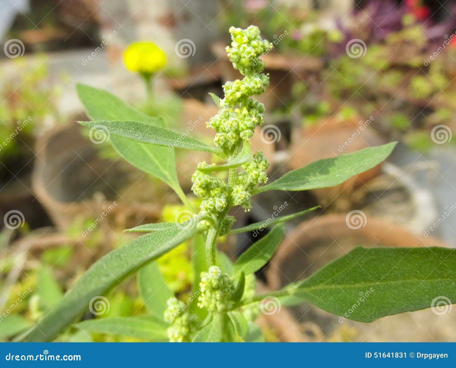 Helix Pattern in Plants in Natural Stock Image - Image of damp, garden ...