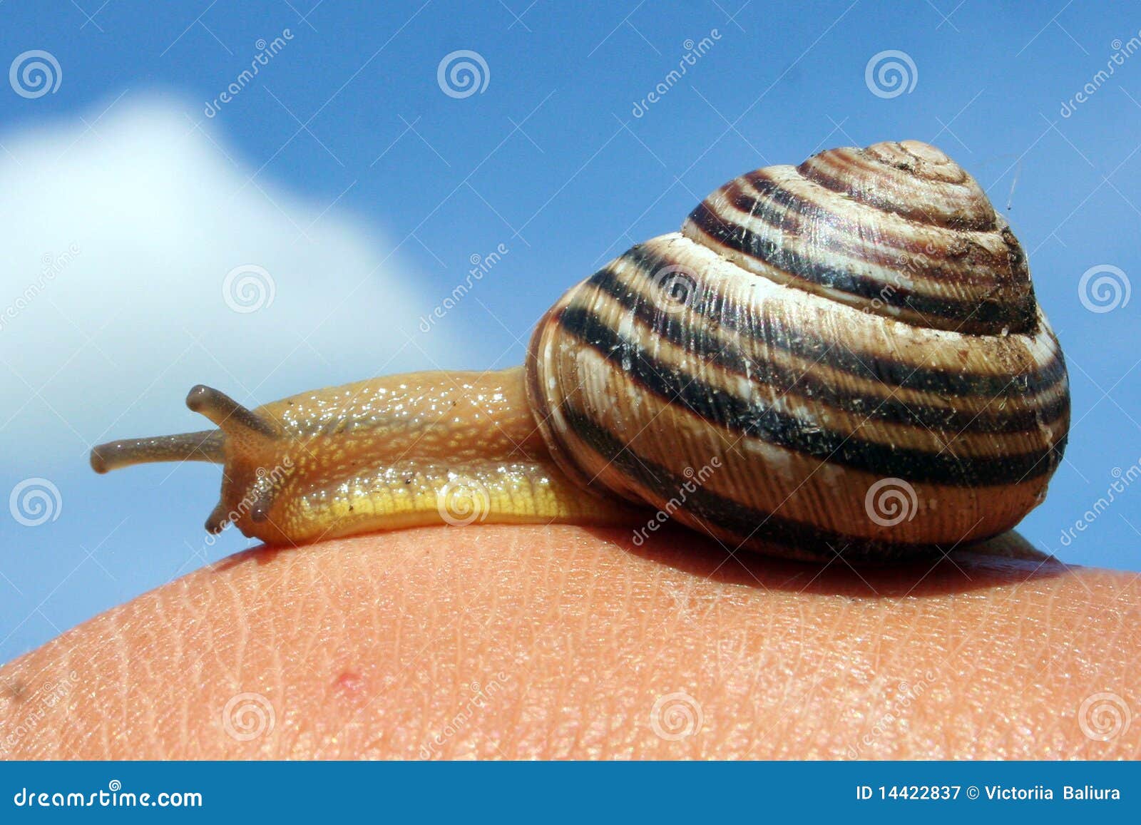 Helix pomatia stock image. Image of helix, wildlife, shell - 14422837