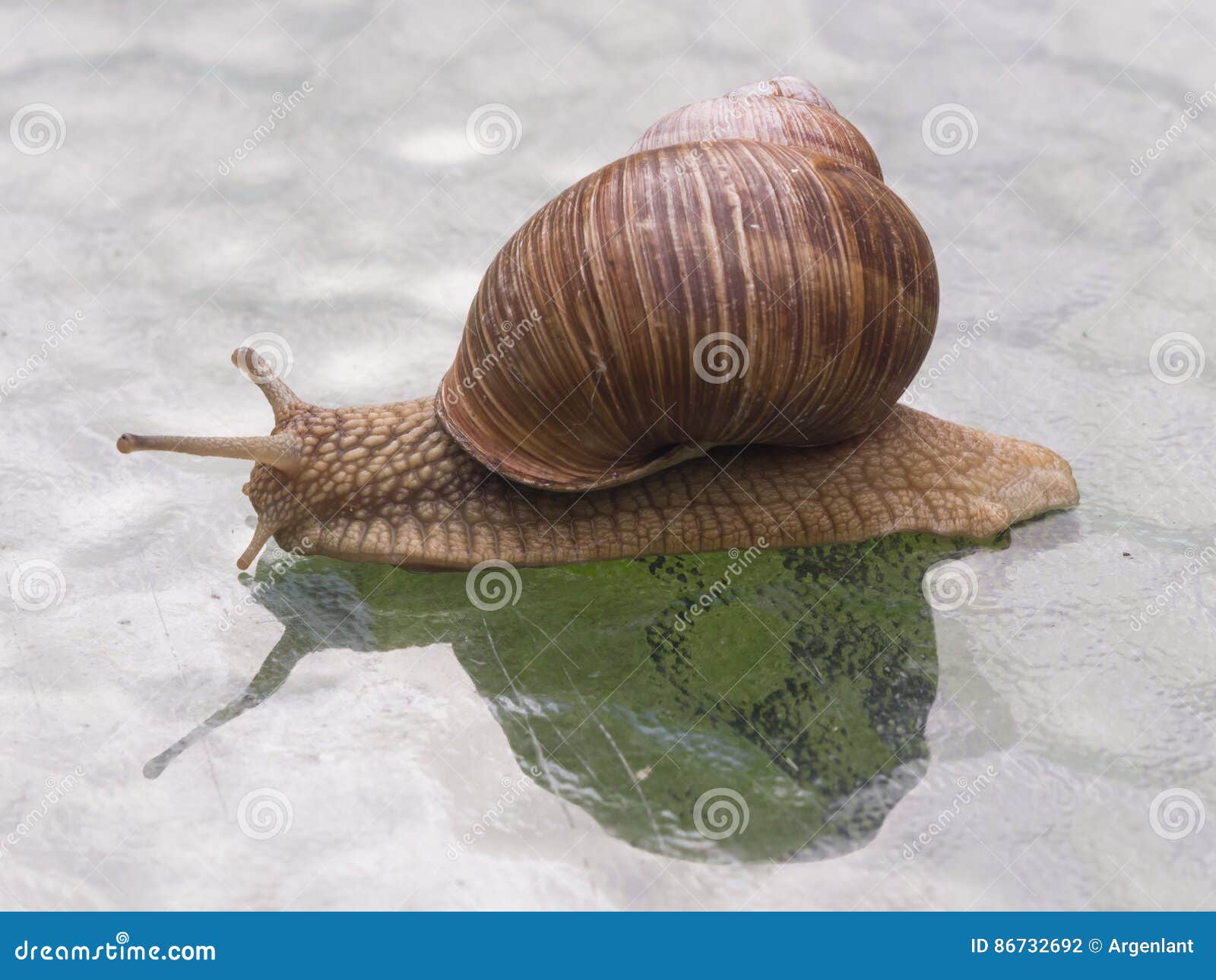 Helix Pomatia Edible Snail on a Glass Table Stock Photo - Image of ...