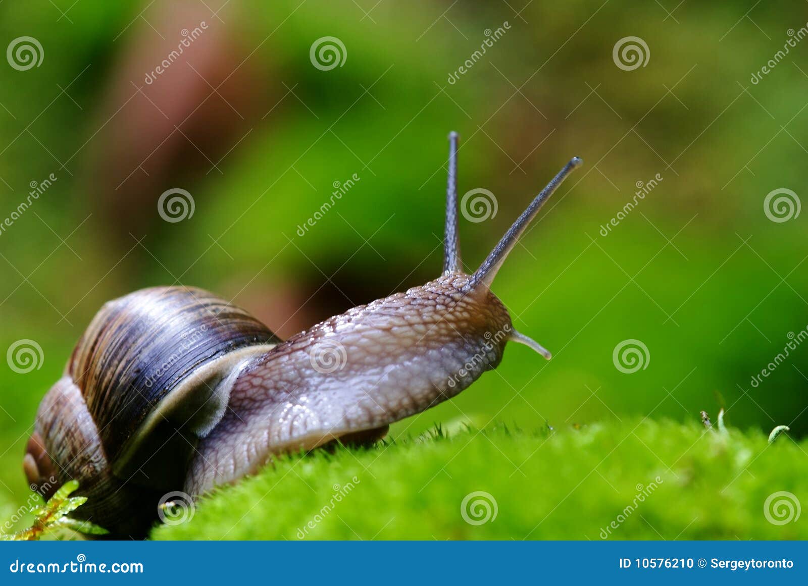 (Helix Pomatia) Edible Snail Macro Stock Photo - Image of green, nature ...