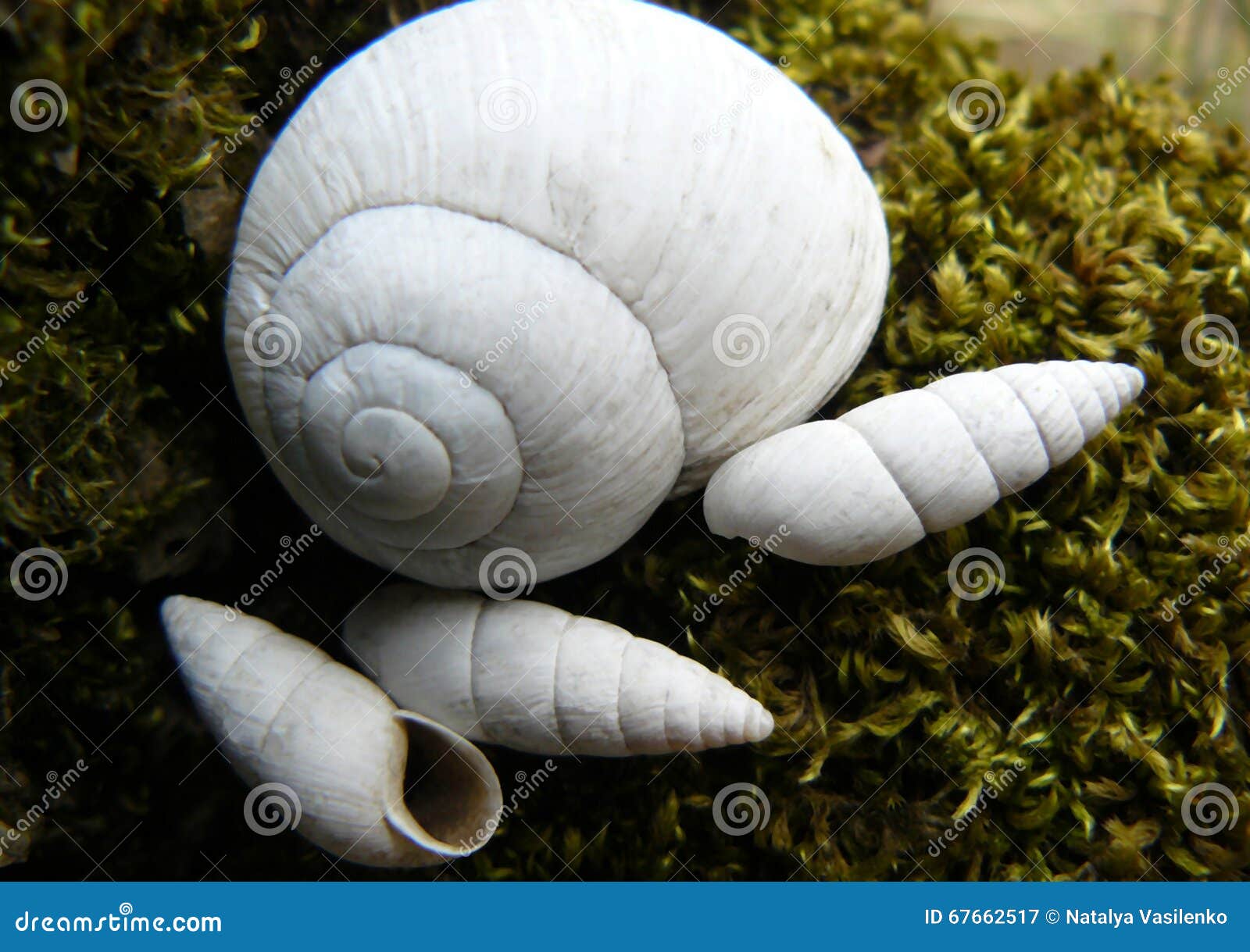Helix pomatia stock image. Image of clams, invoice, round - 67662517
