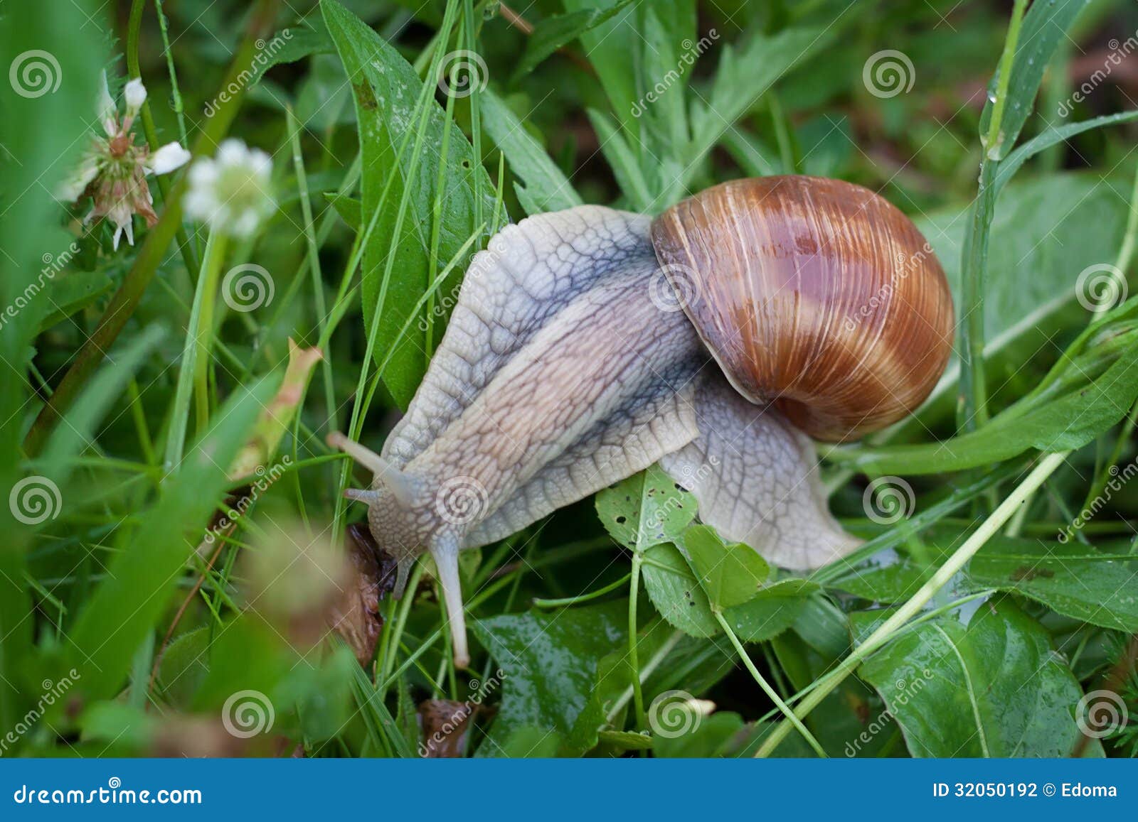 Helix pomatia stock photo. Image of season, closeup, tentacles - 32050192
