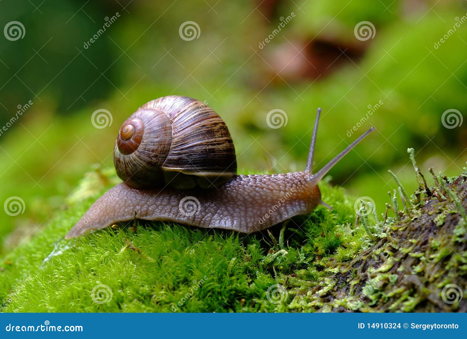 (Helix pomatia) snail stock photo. Image of lonely, biology - 14910324