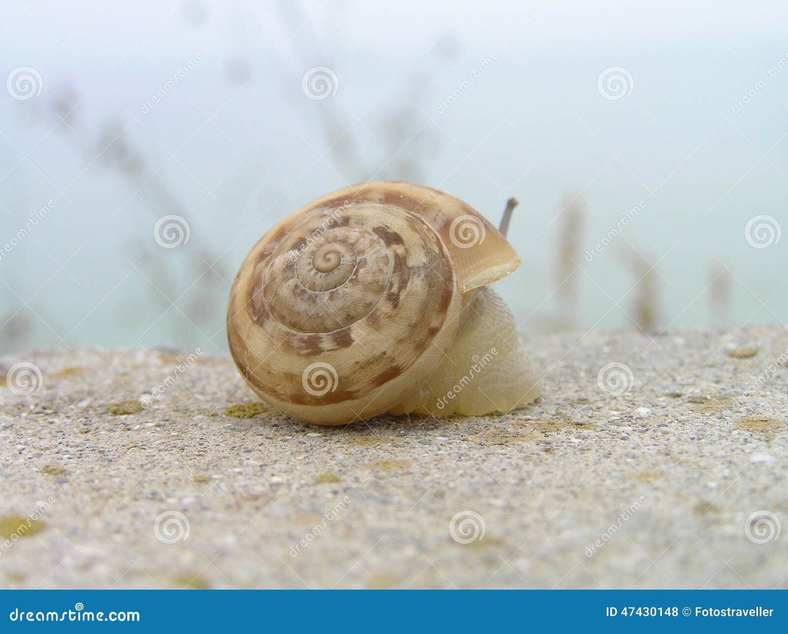 The Snail Hid in a Shell House. Stock Photo - Image of self, health ...