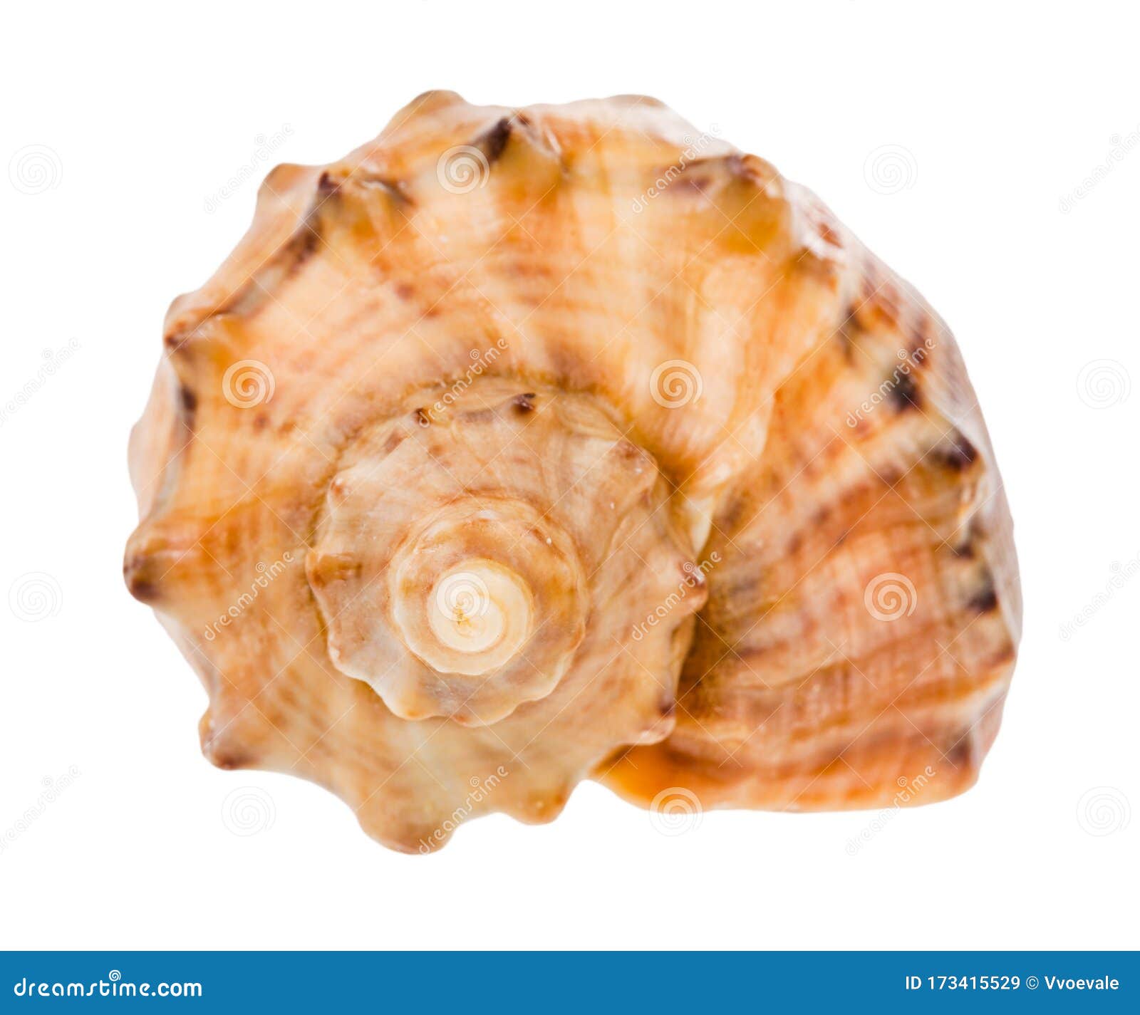 Helix Shell of Rapana Isolated on White Stock Image - Image of seashell ...