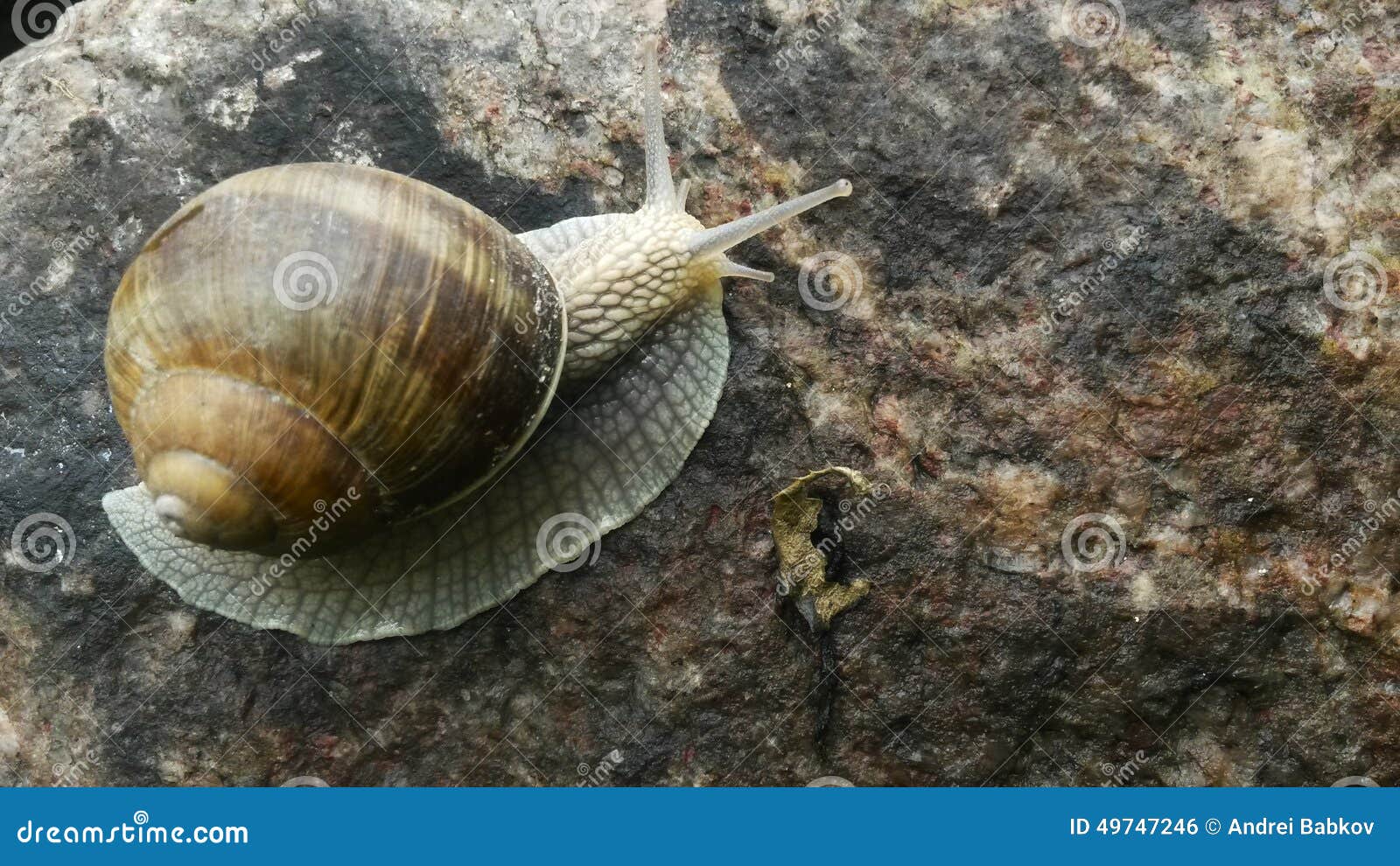 Helix stock photo. Image of outdors, leave, conch, escargot - 49747246