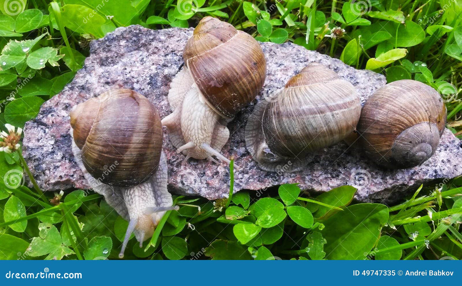 Helix stock image. Image of outdoors, cochlea, escargot - 49747335