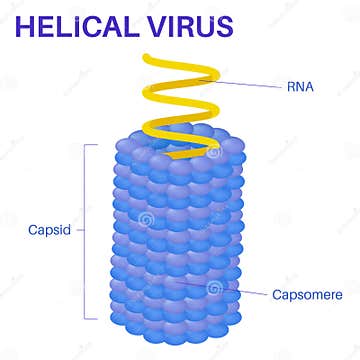 Structure of the Helical Virus, Basic Types of Viruses. Stock Vector ...